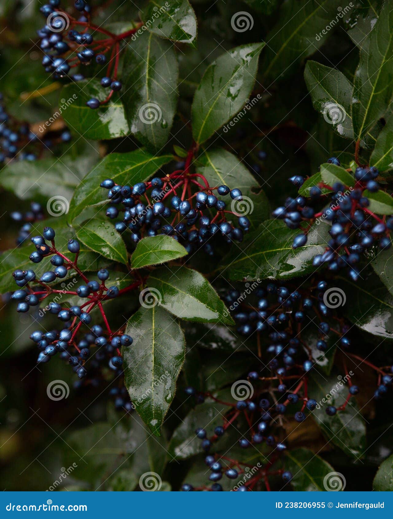 Dark Blue Laurustinus Viburnum Berries Stock Image - Image of berry, dark: 238206955