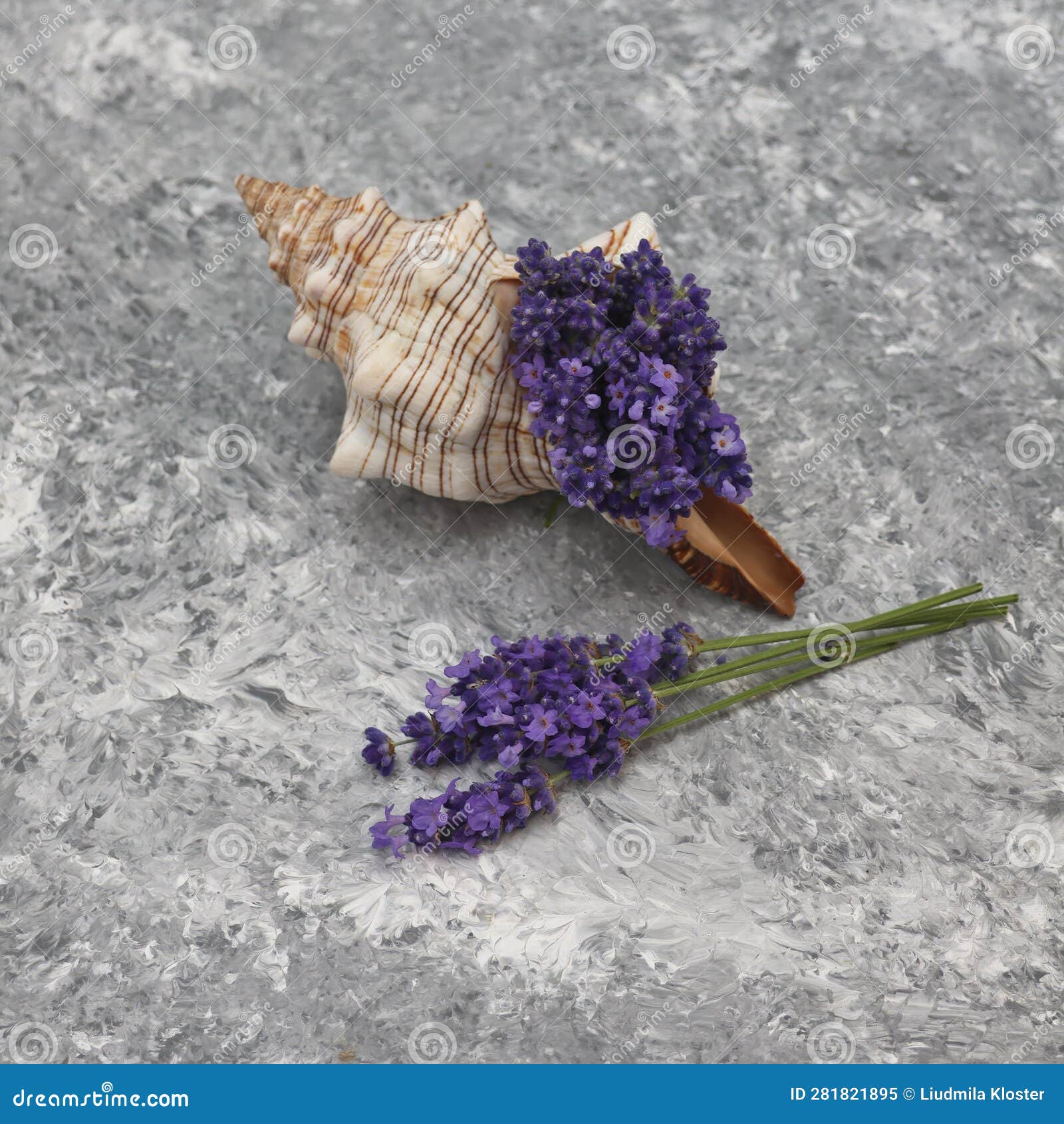 Lavender stock image. Image of blue, variety, petal - 281821895