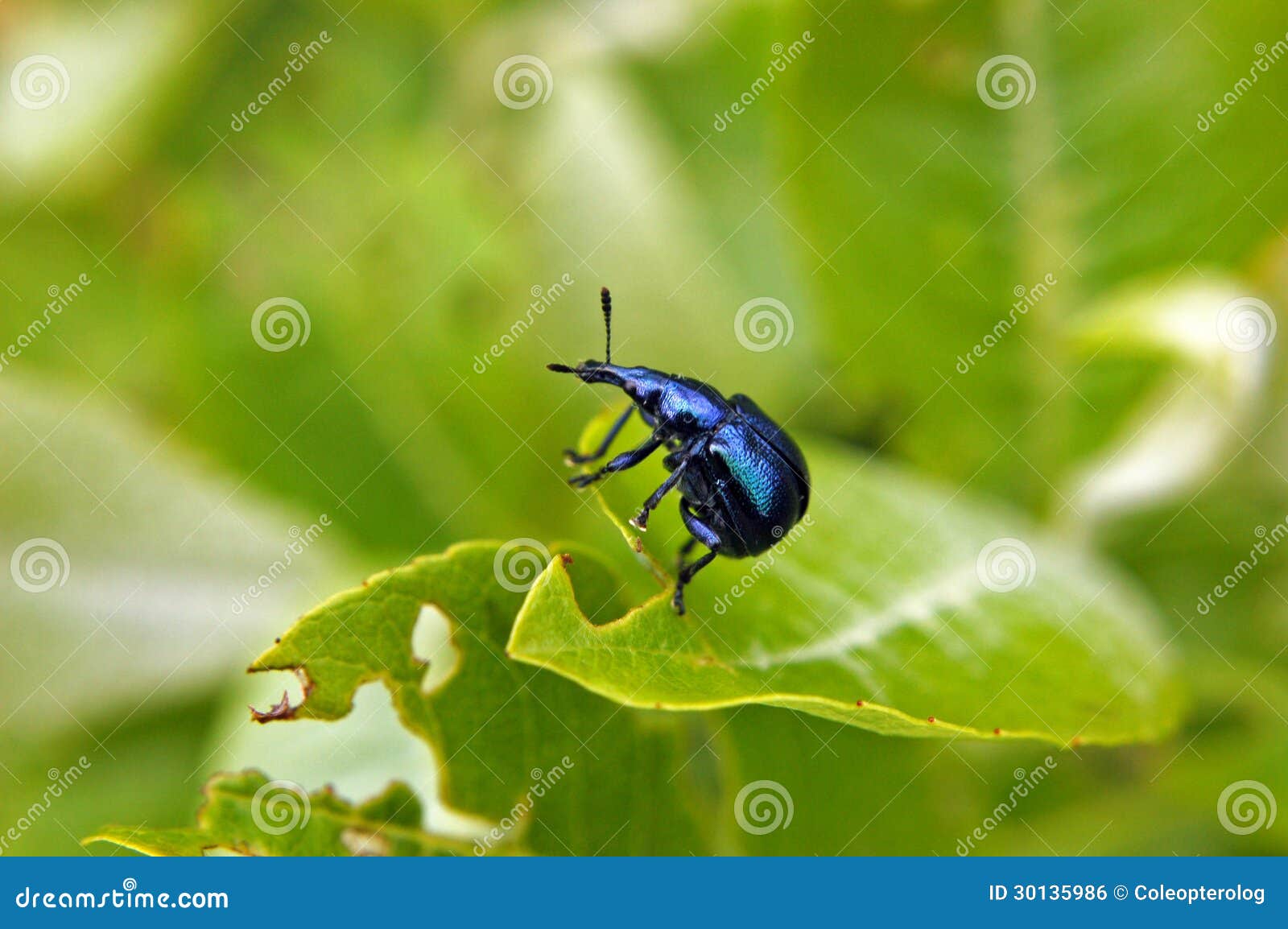 Leaf-rolling weevil stock photo. Image of insects, beetles - 30135986