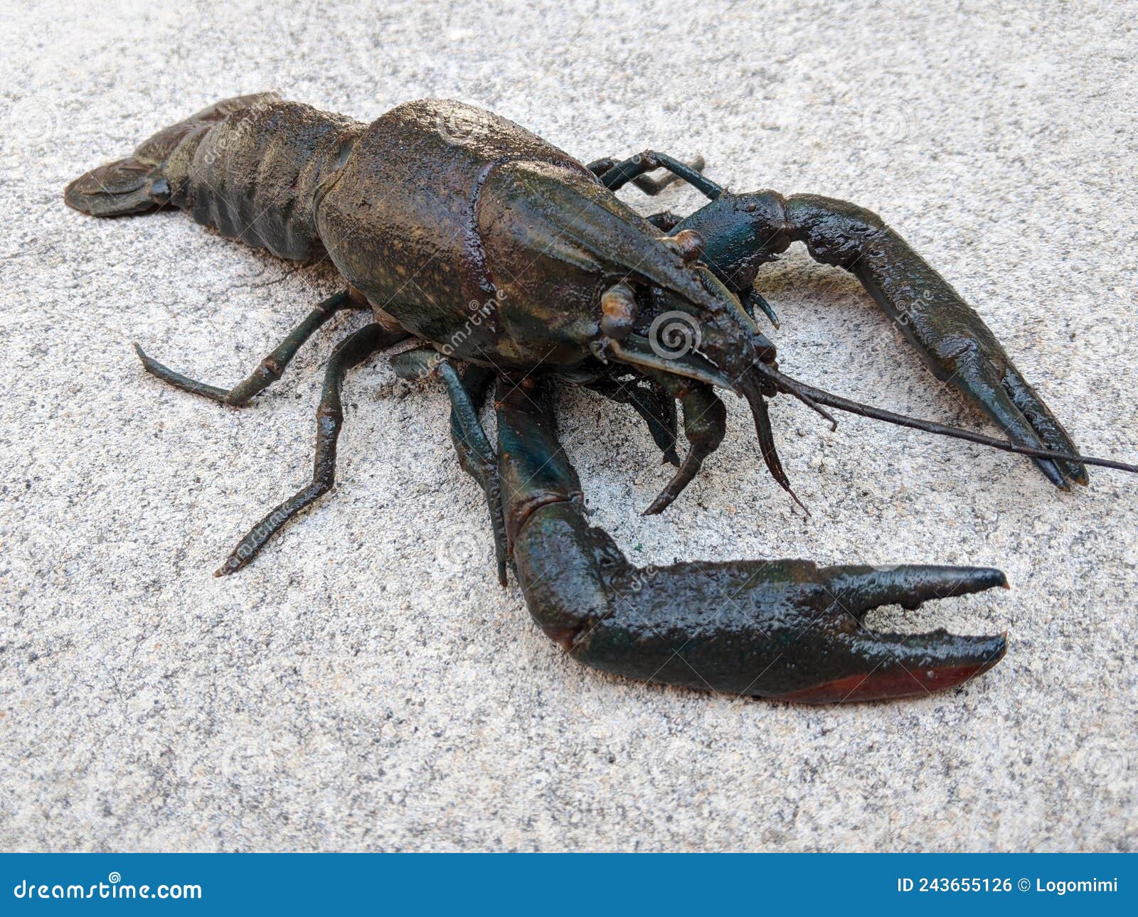 Dark Blue Lobster, Freshwater Crustaceans Stock Photo - Image of cooked ...