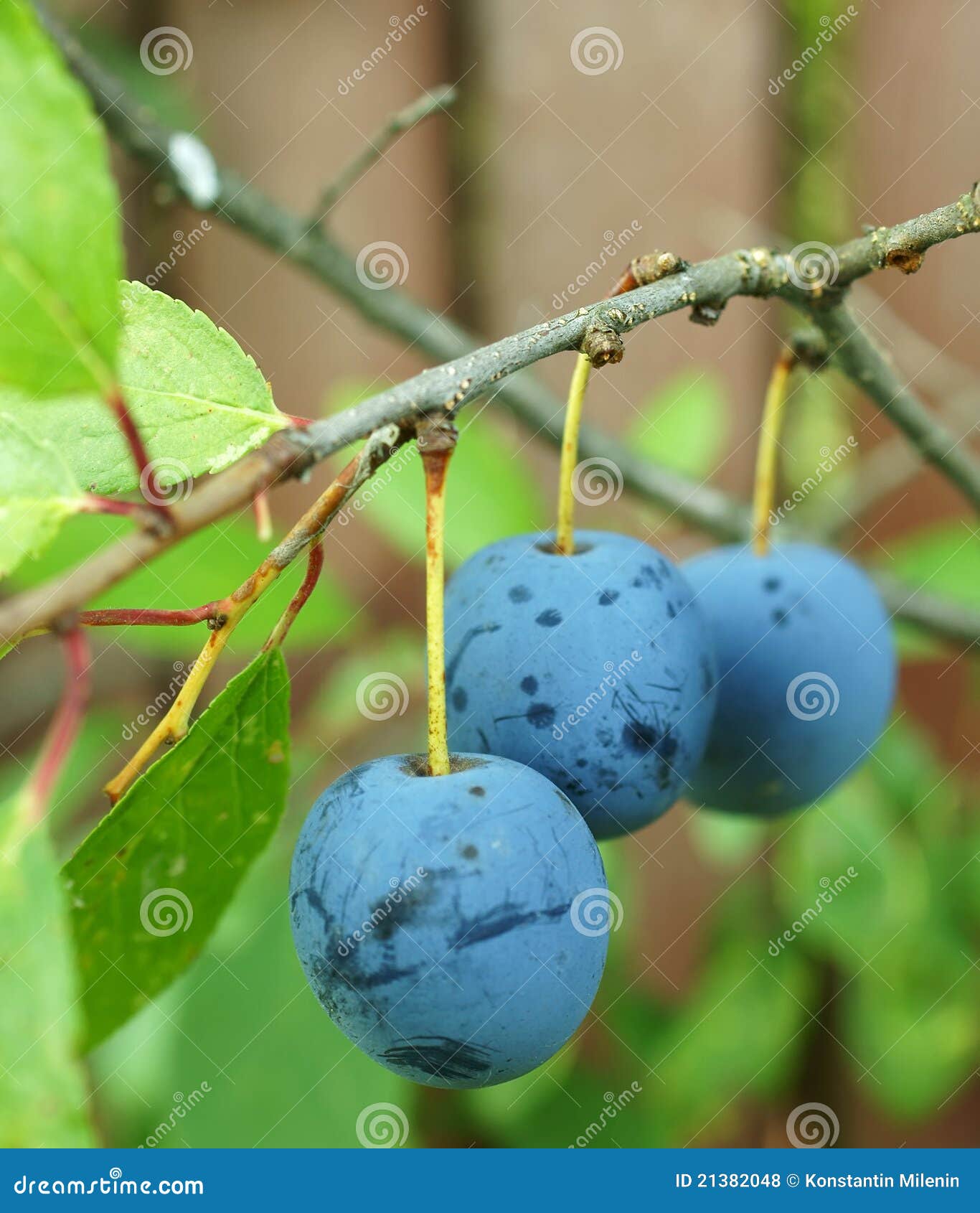 Dark blue plums stock photo. Image of agriculture, ingredient - 21382048