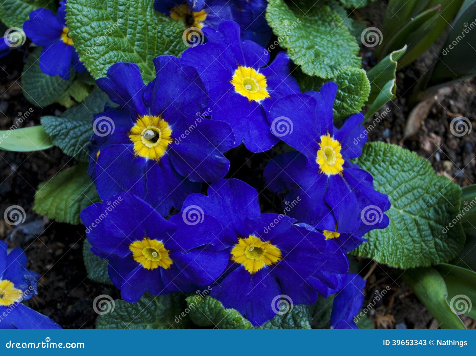 Dark blue primula flowers stock image. Image of backgrounds - 39653343