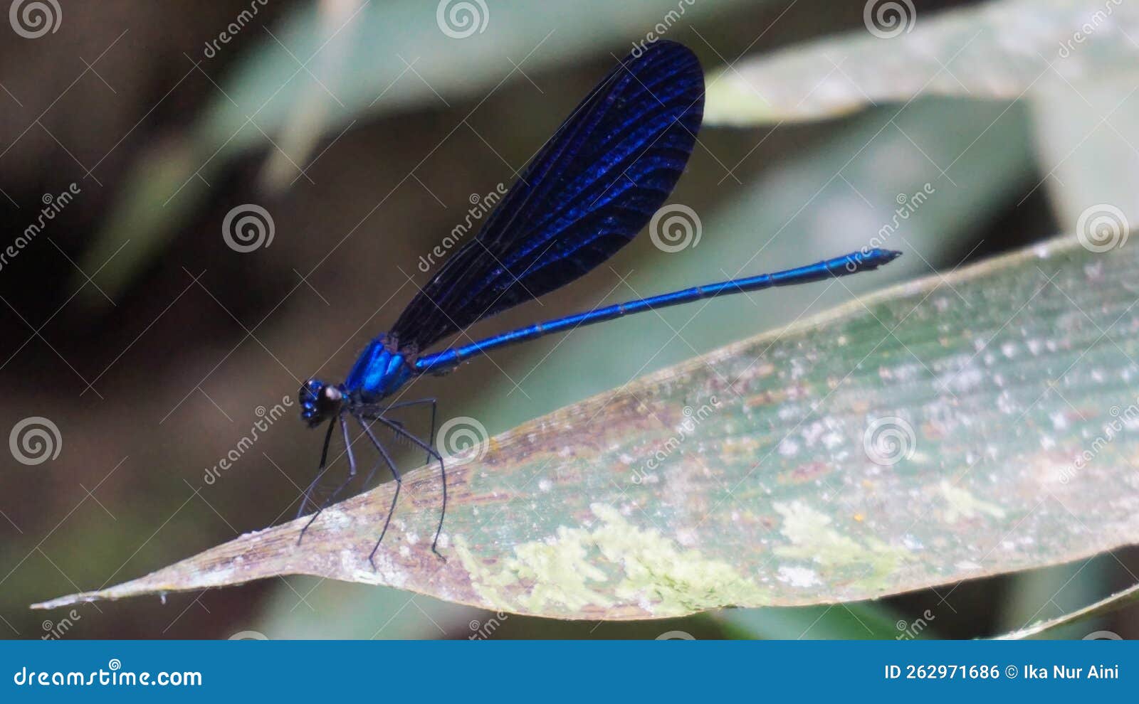 A Dark Blue River Dragonfly Perched on a Leaf Stock Photo - Image of ...
