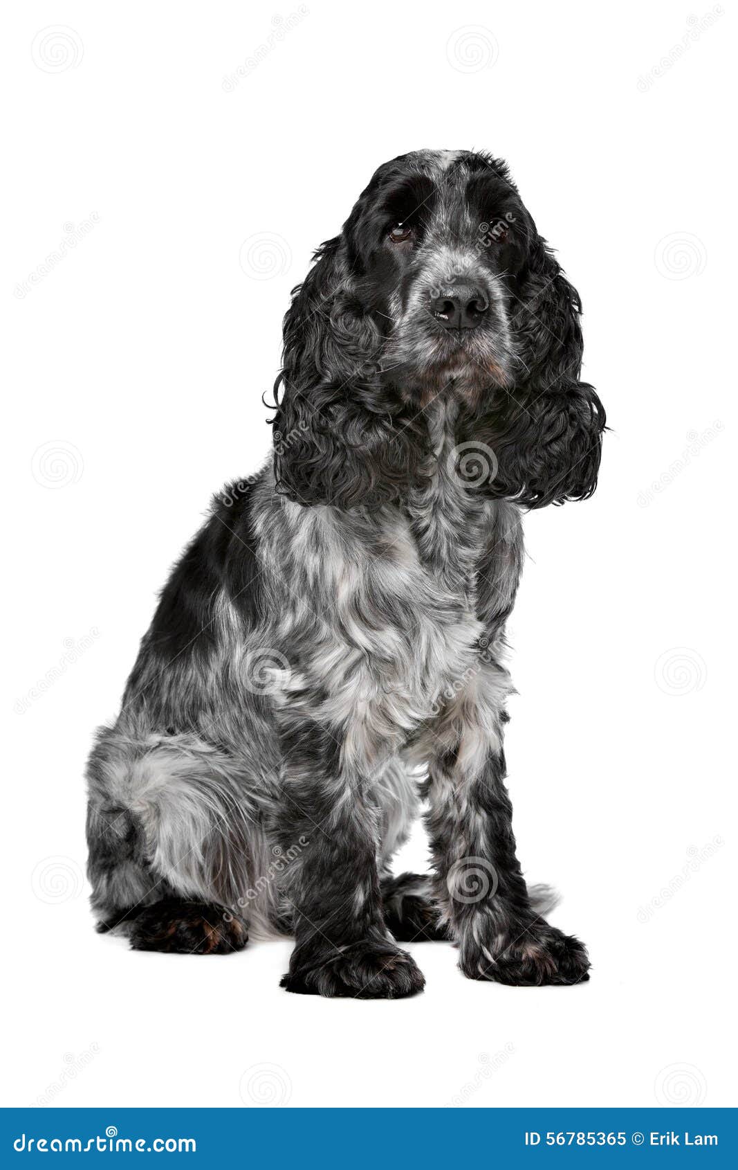 Dark Blue Roan Cocker Spaniel Stock Image - Image of blue, dark: 56785365