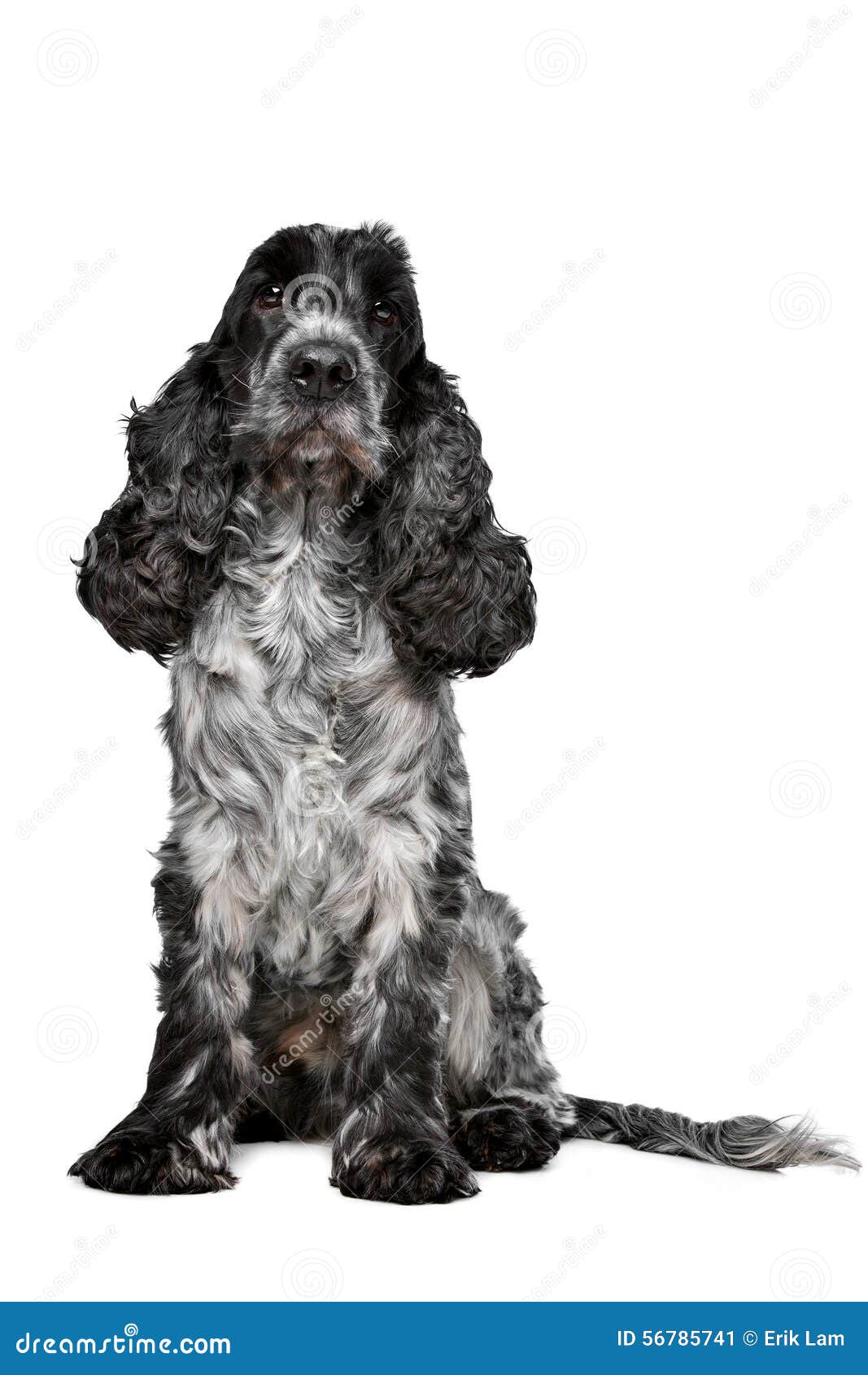 Dark Blue Roan Cocker Spaniel Stock Photo - Image: 56785741