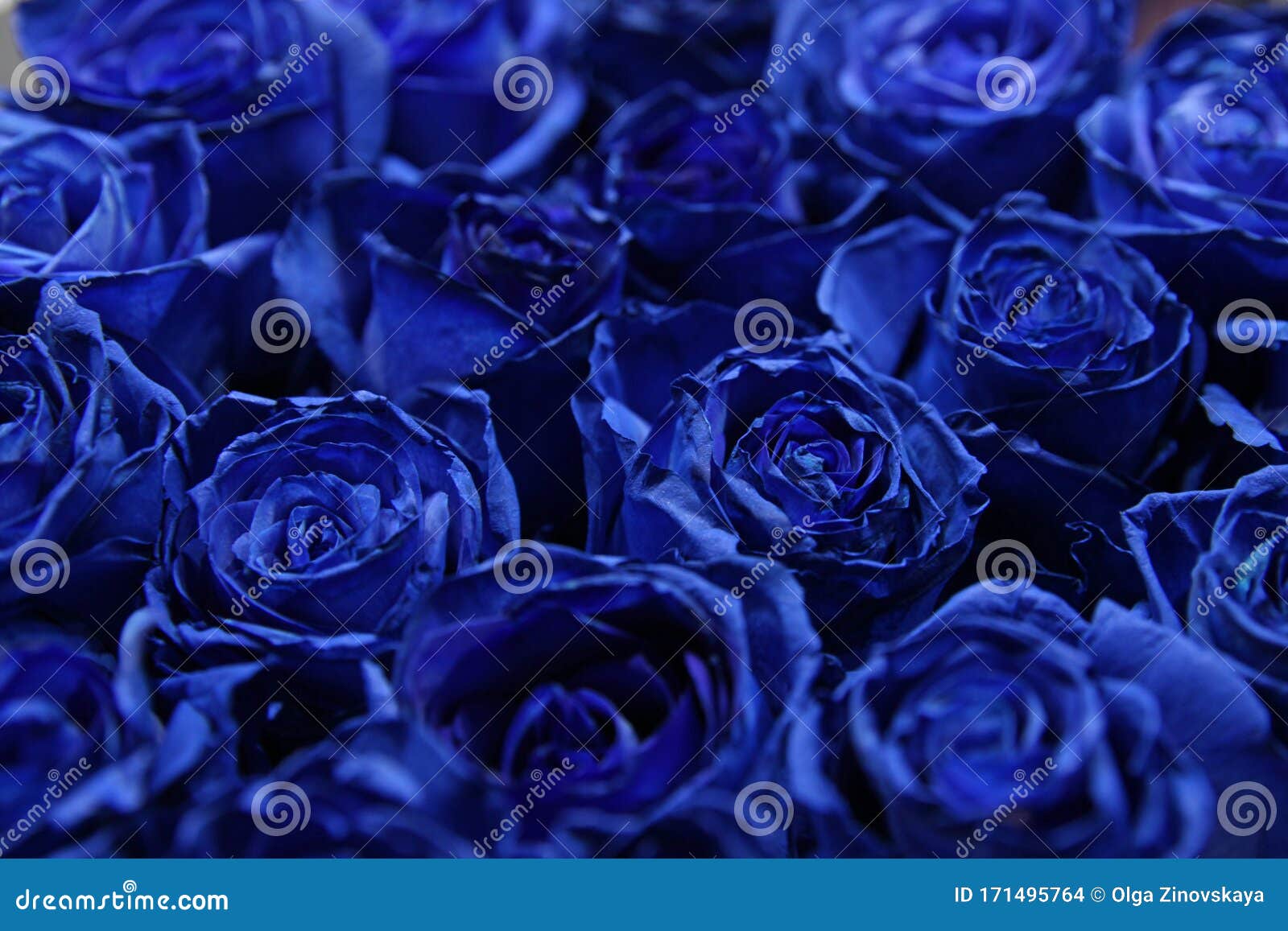 Dark Blue Roses in a Bouquet Close-up, Greeting Background Stock Photo ...
