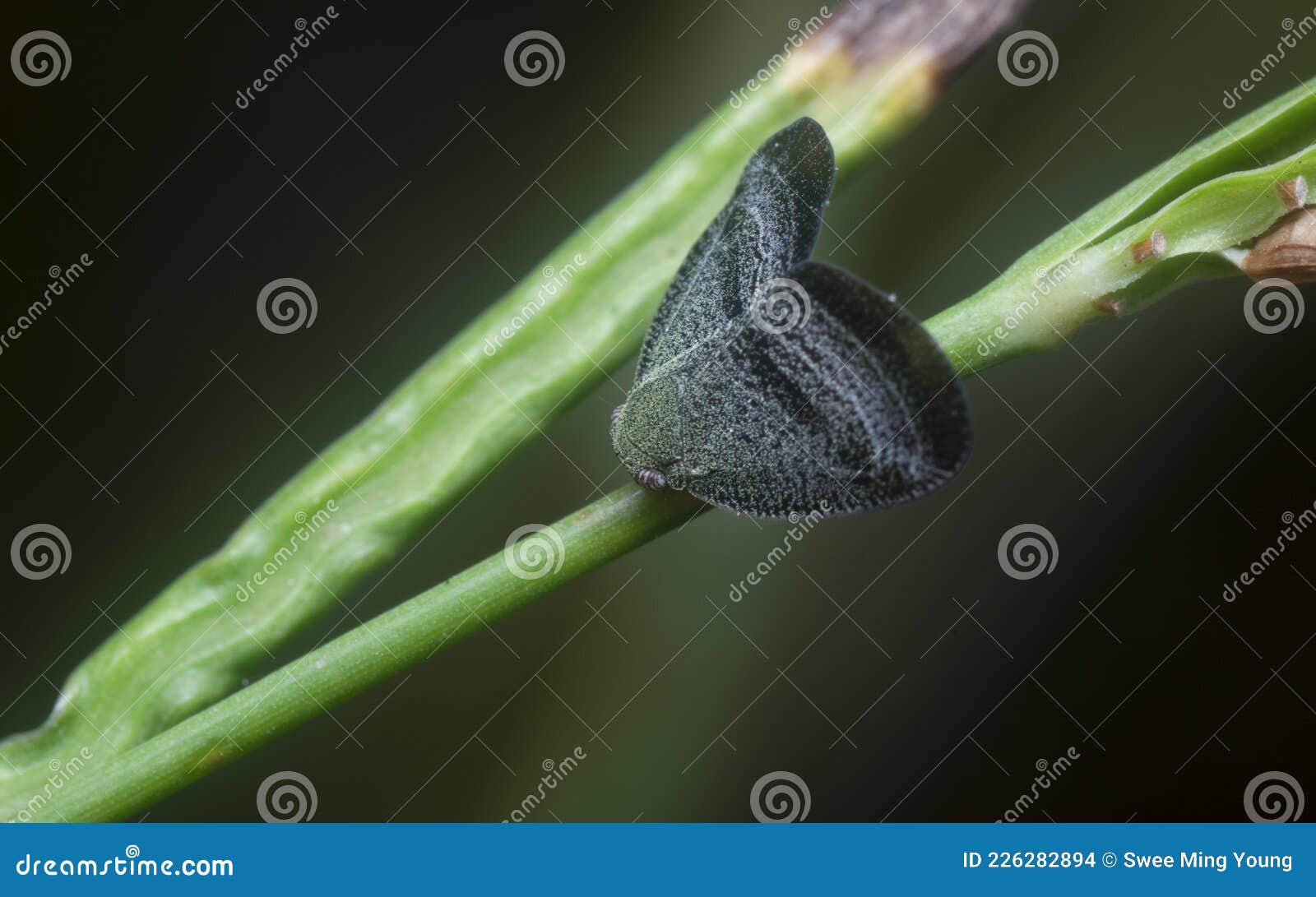 Scolypopa Australis On Leaf. Shot In The Forest. Passionvine Hopper ...