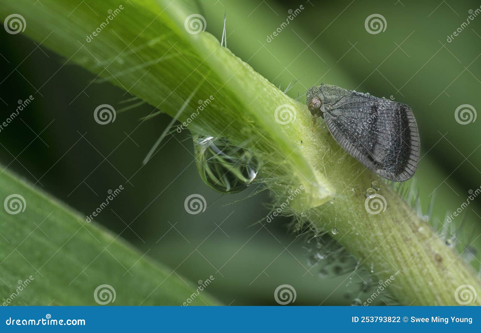 The Dark Blue Scolypopa Australis Leafhopper Stock Photo - Image of ...
