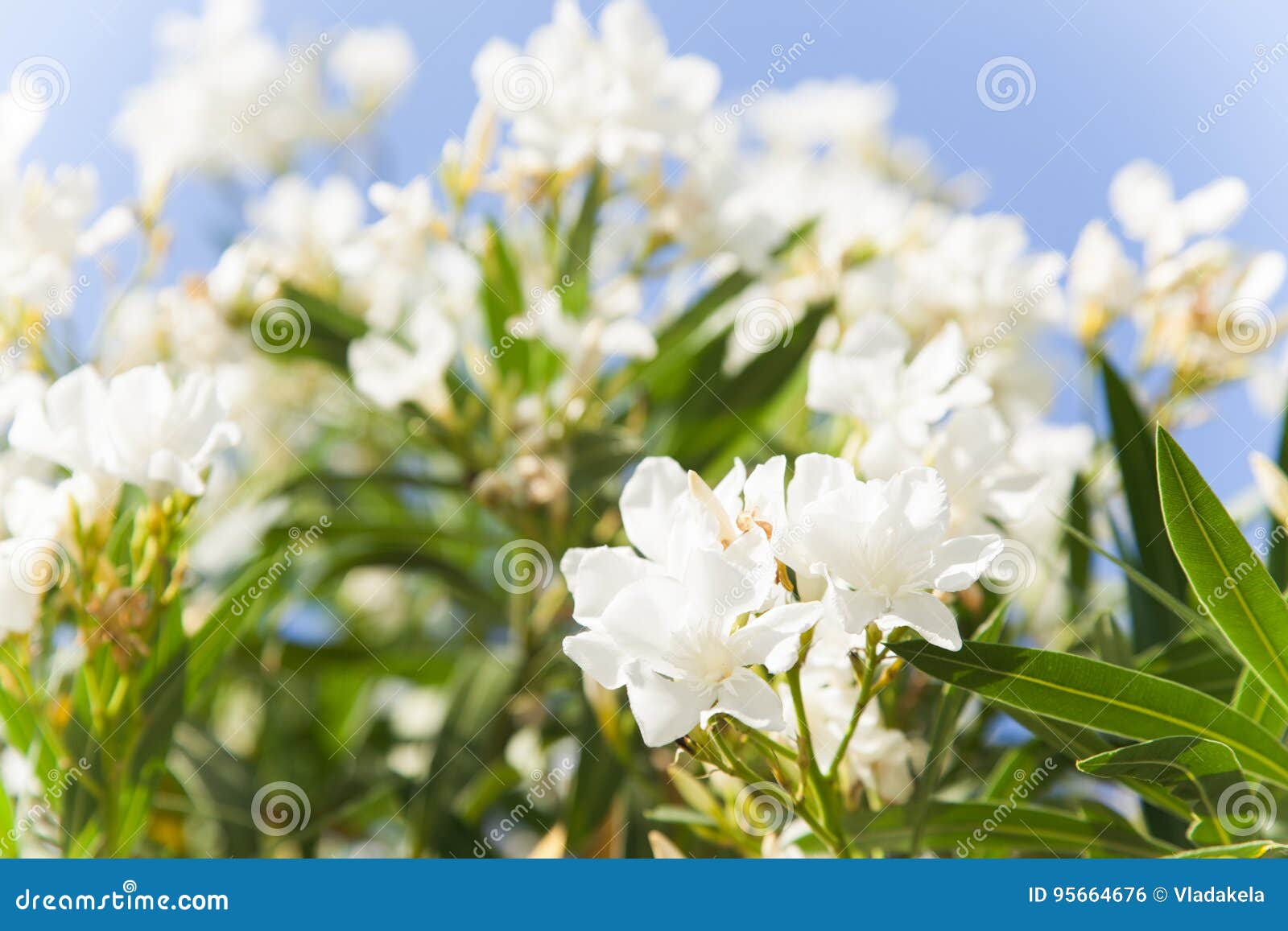 The Dark Blue Spring Sky and Clouds Above a Field White Flowers ...