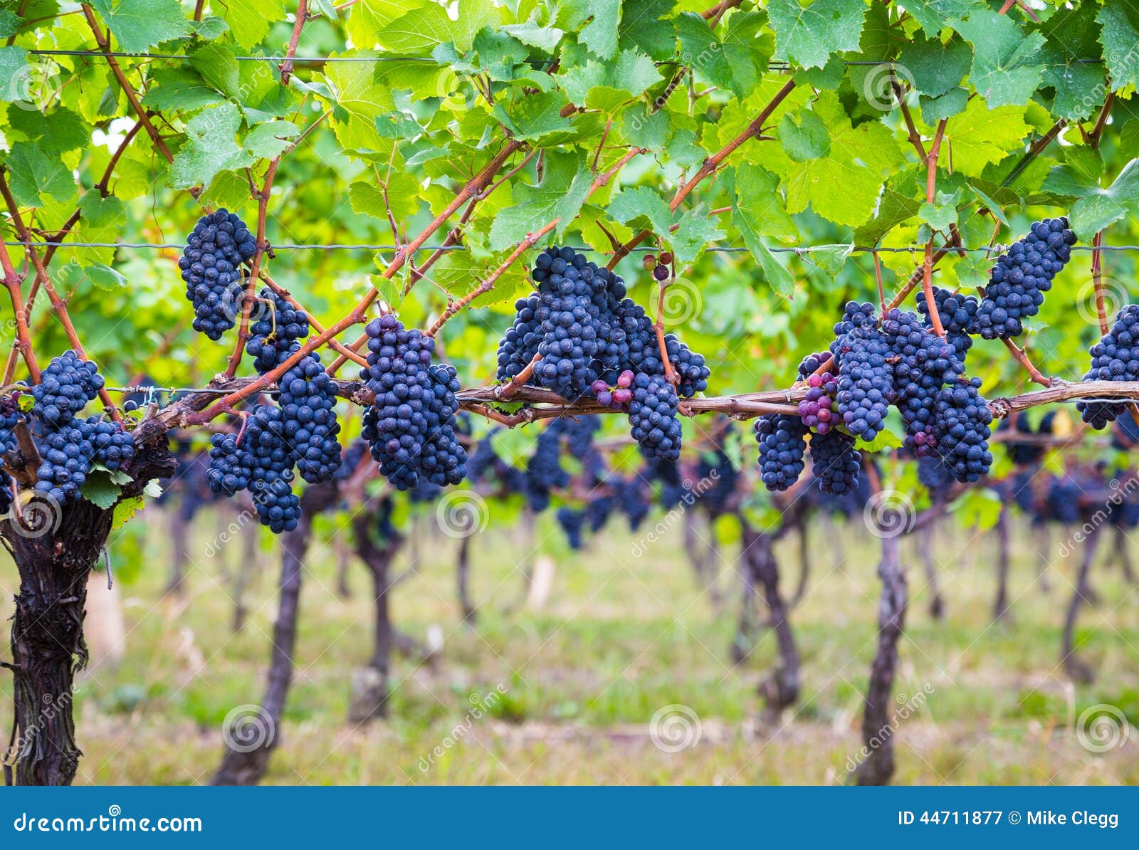 Dark Blue Vineyard Grapes on Trees Stock Image - Image of berry, farm ...