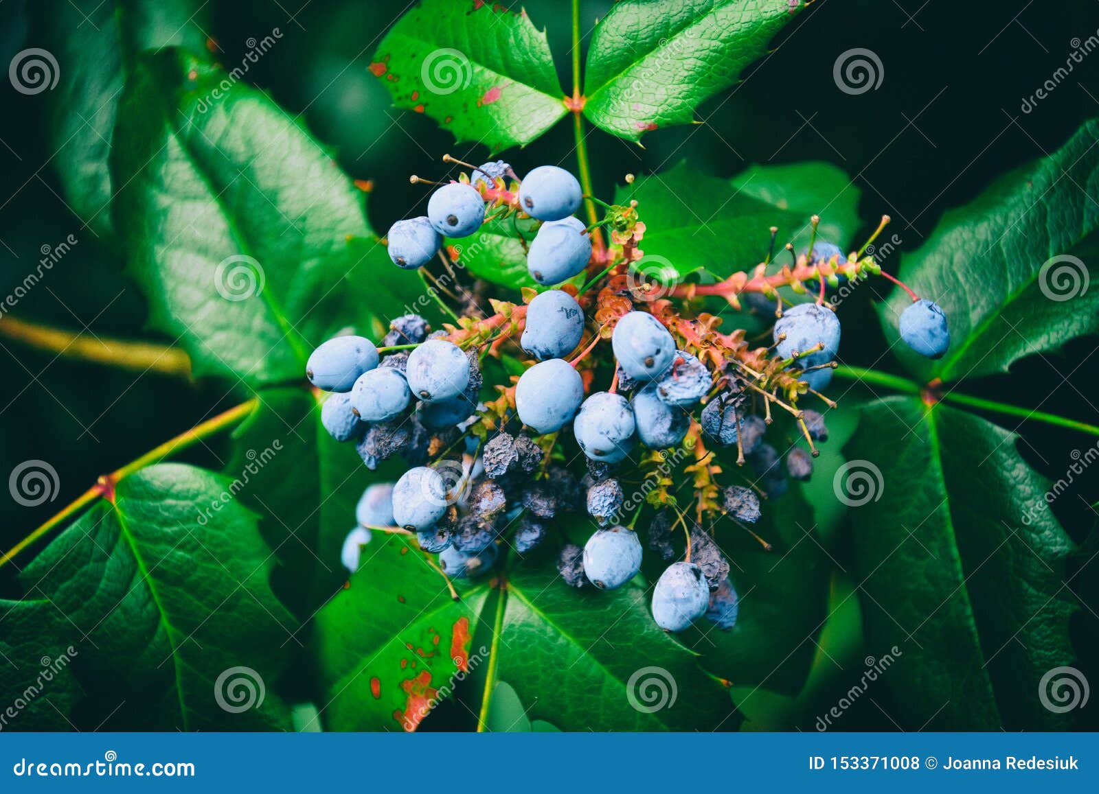 Dark Blueberry Blueberry on a Green Bush in the Summer Stock Photo ...