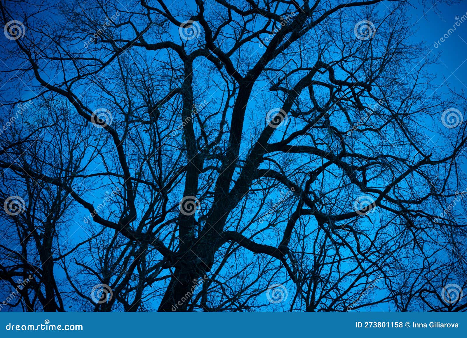 Dark Branches on Blue Background Stock Photo - Image of fairy, twilight ...
