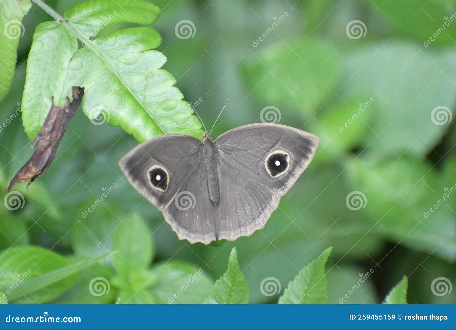 Dark Brand Bush Brown - Butterfly Stock Image - Image of brand, species ...
