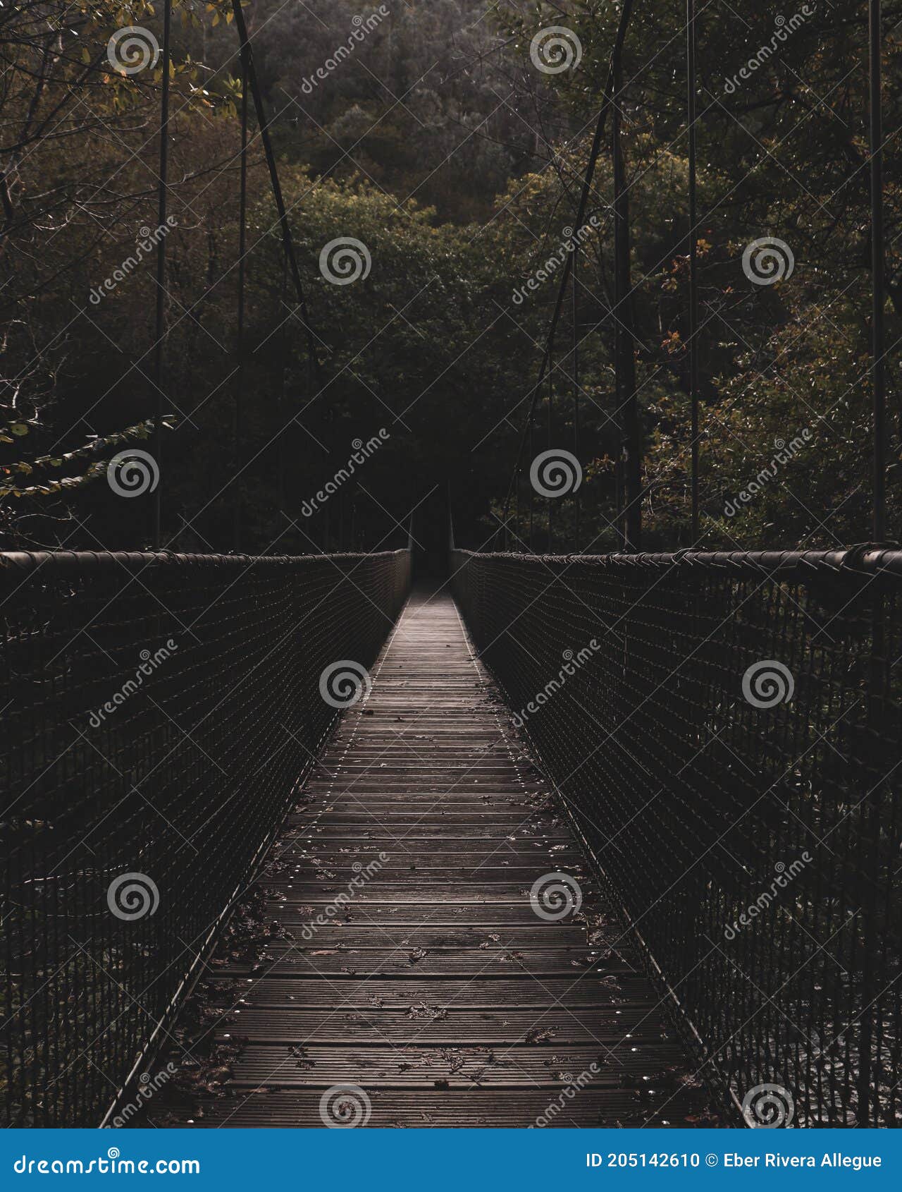 Dark Bridge in the forest stock photo. Image of wood - 205142610