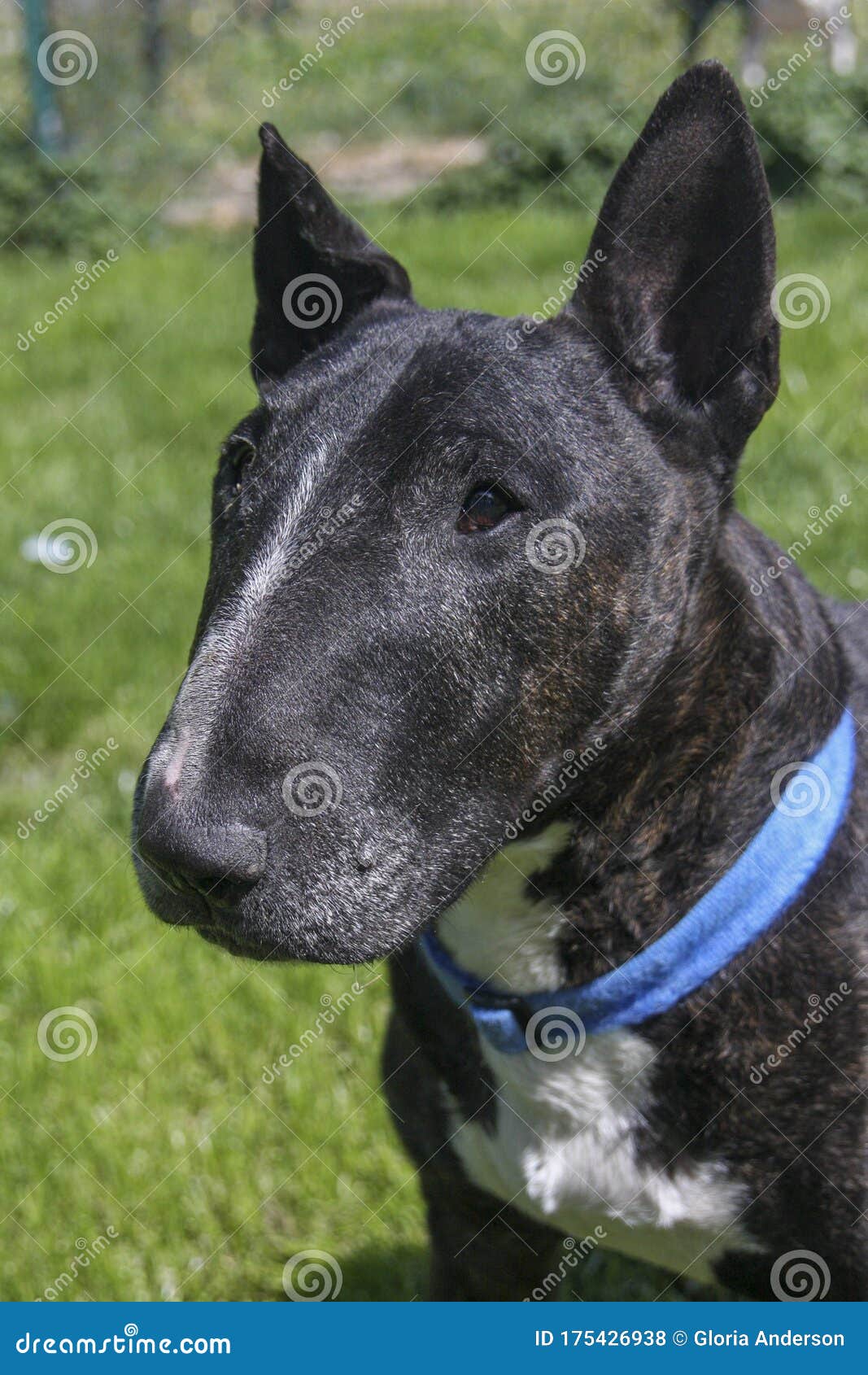 Dark Brindle Bull Terrier Head Shot Stock Photo - Image of profile ...
