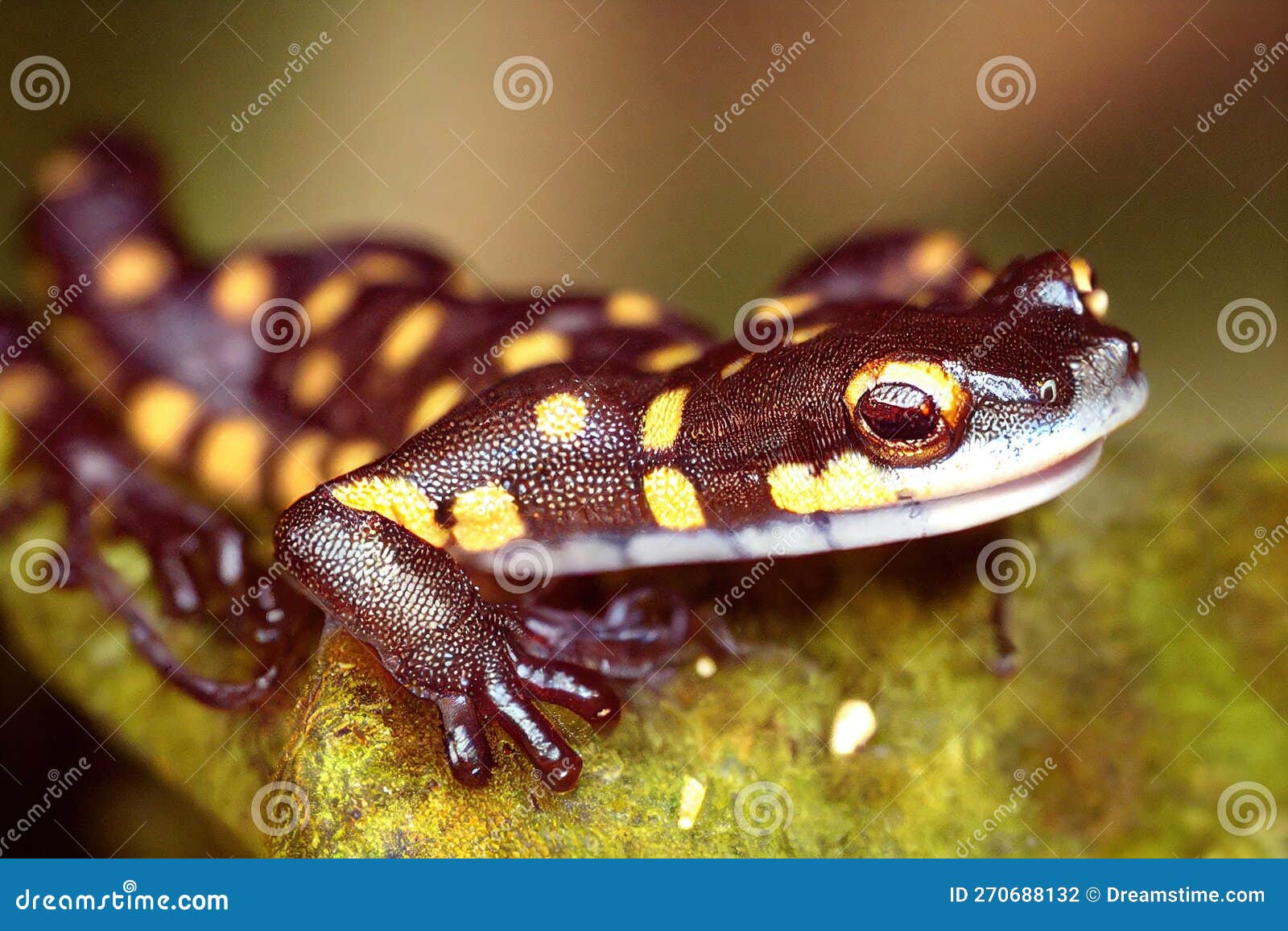 Dark Brown Amphibian Salamander Basking in Sun in Forest. Stock ...