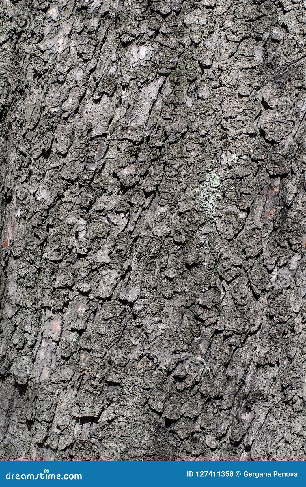 Dark Brown Bumpy Natural Old Outer Bark of Chestnut Stock Photo - Image ...