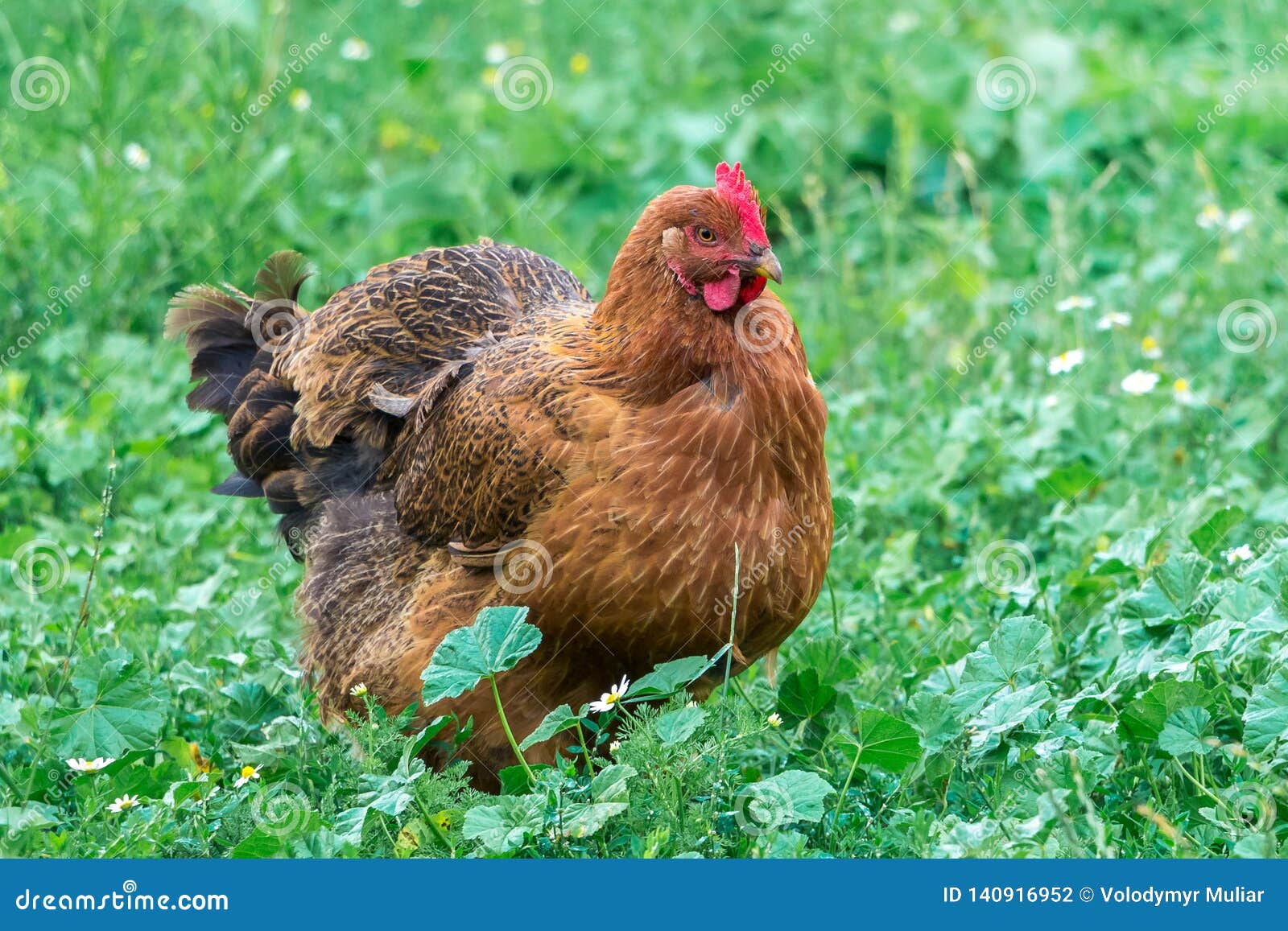 Dark Brown Chicken on Green Grass. Cultivation of Poultry_ Stock Photo ...
