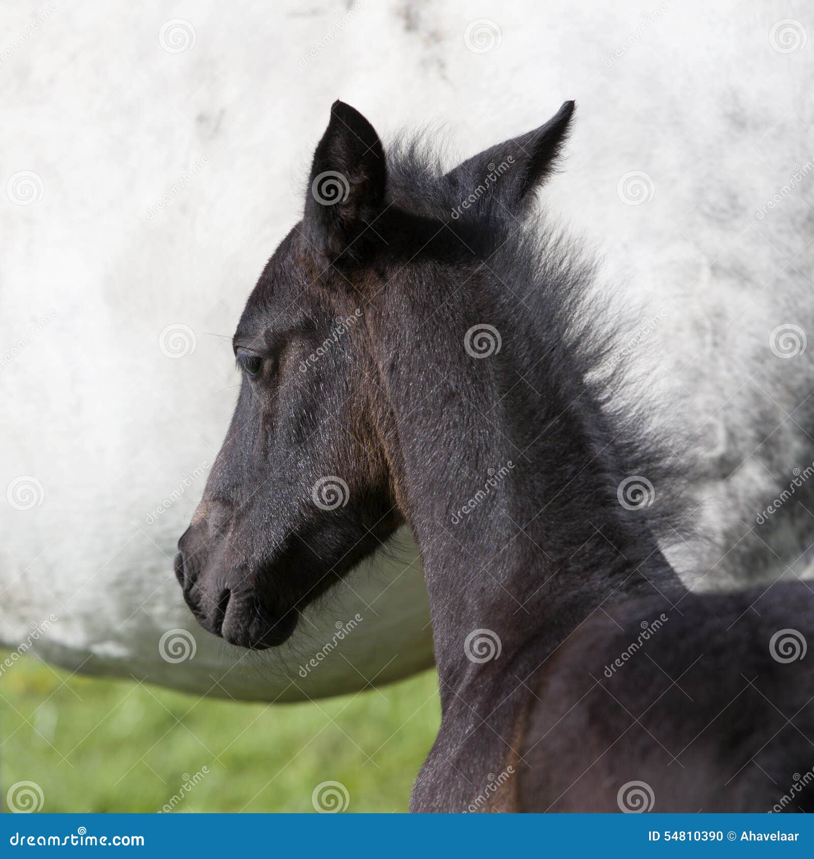 Dark Brown Foal Against White Background of Mare Stock Photo - Image of ...