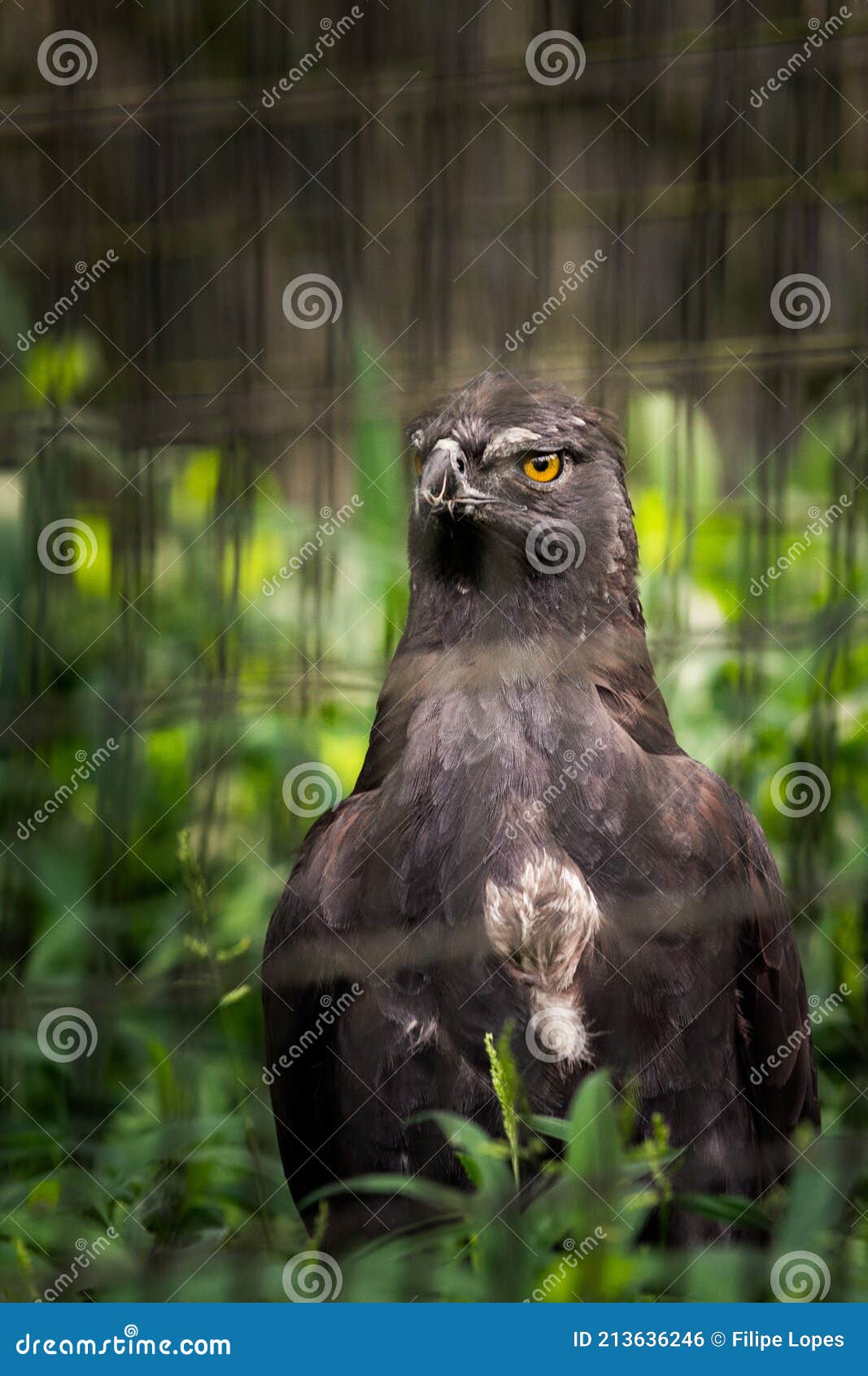Dark brown hawk stock photo. Image of sunny, focus, eyes - 213636246