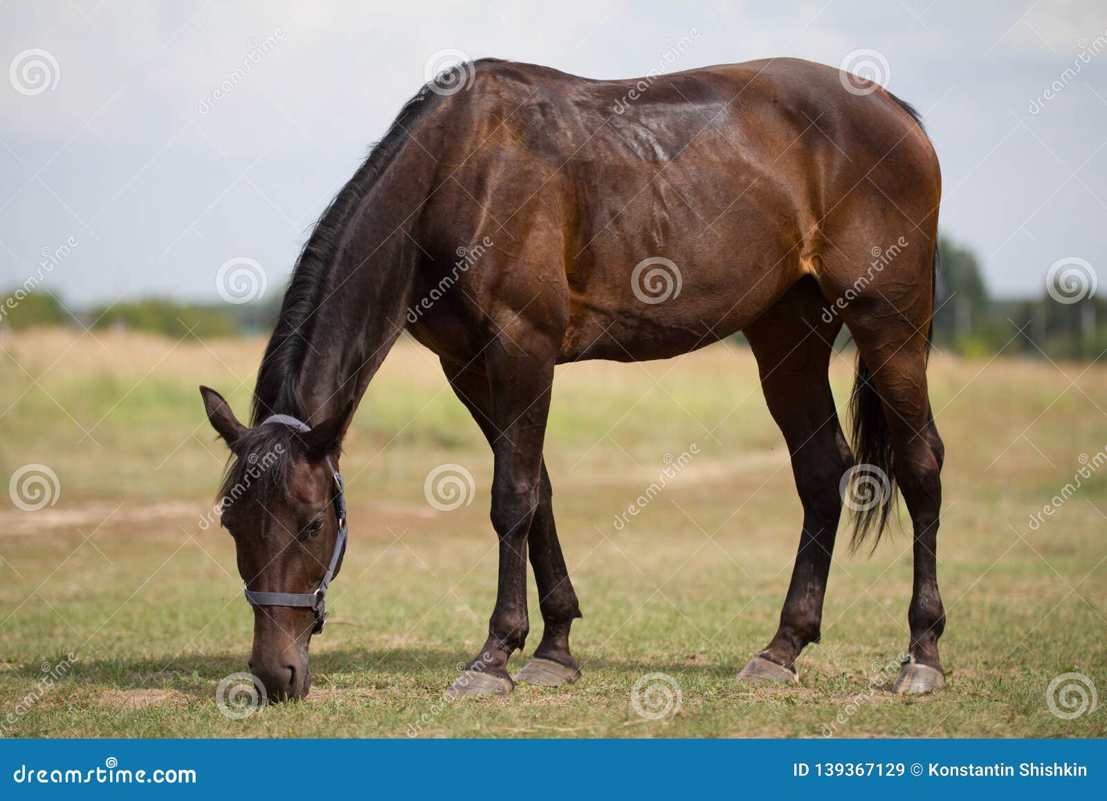 A Dark Brown Horse Grazing in a Field Stock Image - Image of fast ...