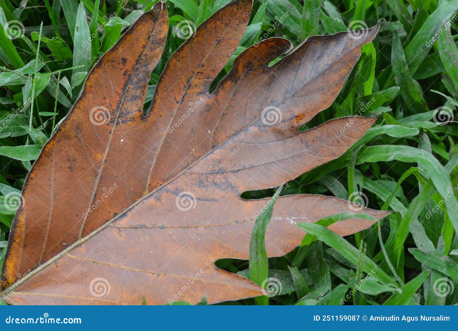 Dark Brown Leaves Fall on the Green Grass Stock Image - Image of ...