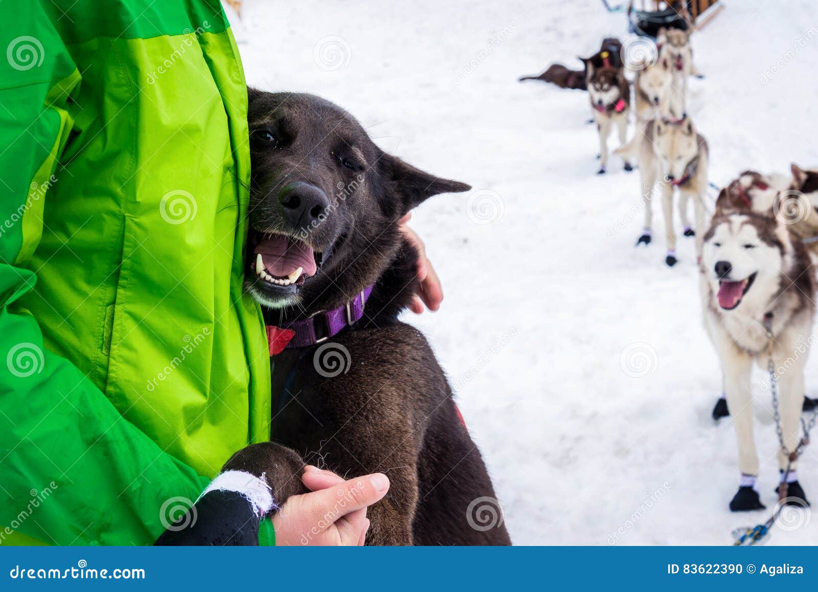 Dark Brown Sled Dog Hugging Its Human Handler Stock Photo - Image of ...