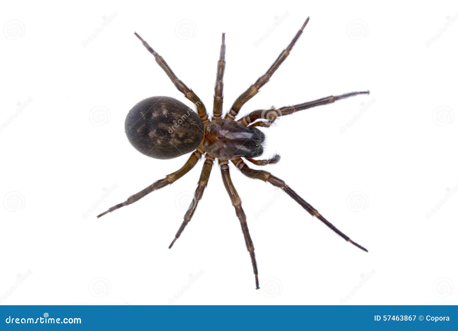 41,905 White Background Spider Stock Photos - Free & Royalty-Free Stock ...
