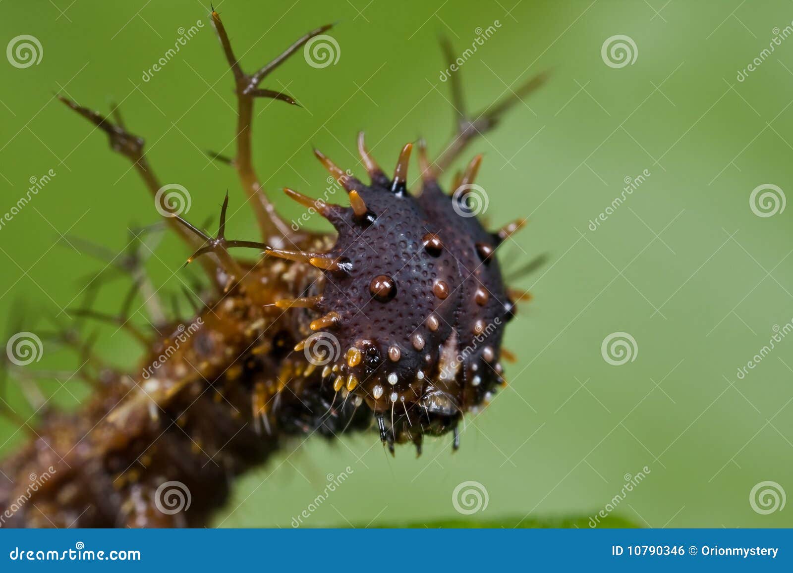 Dark Brown, Spiny Caterpillar Stock Photo - Image of nature, black ...