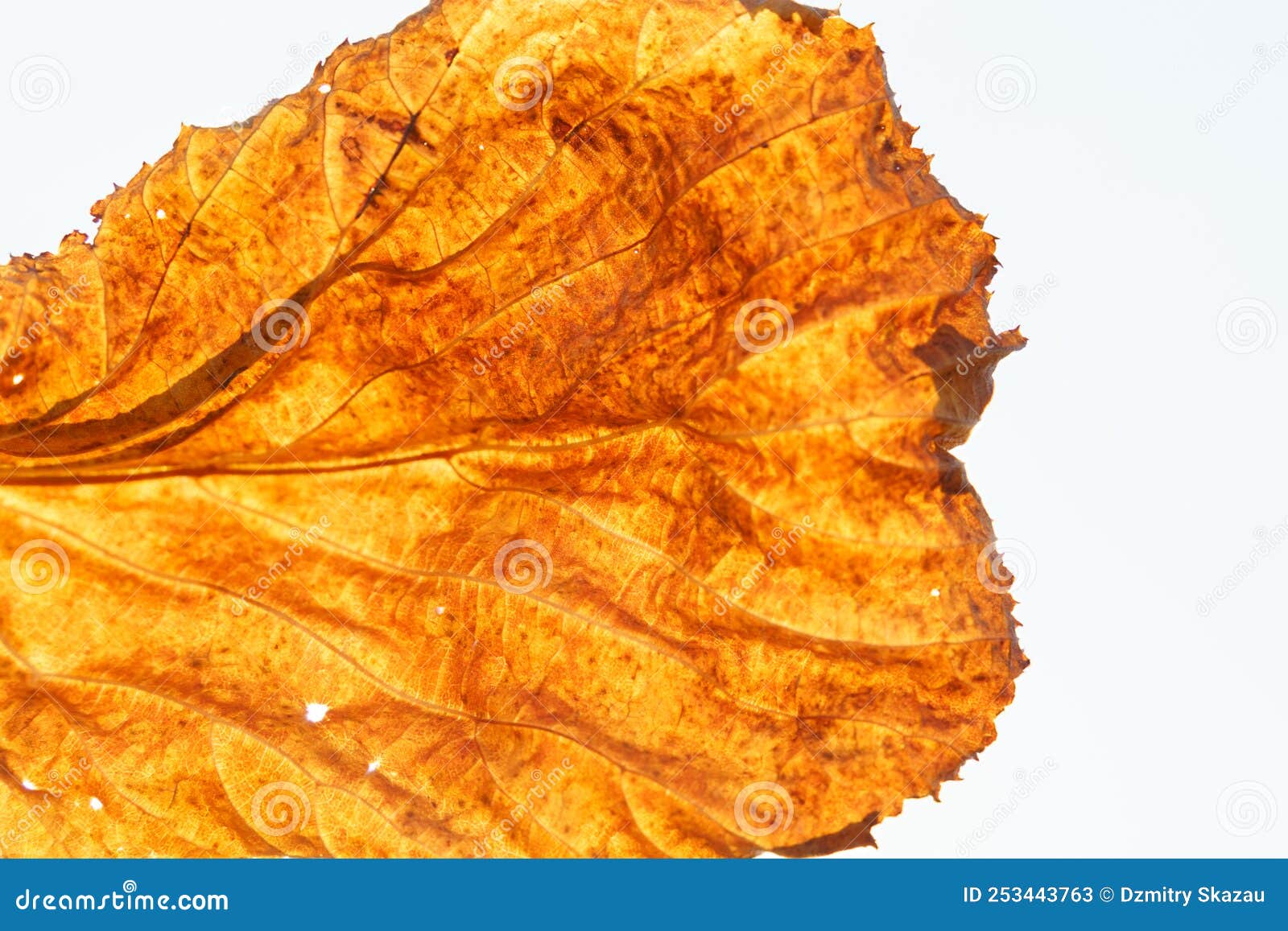 Dark Brown Texture of a Tree Leaf To the Light. Stock Image - Image of ...