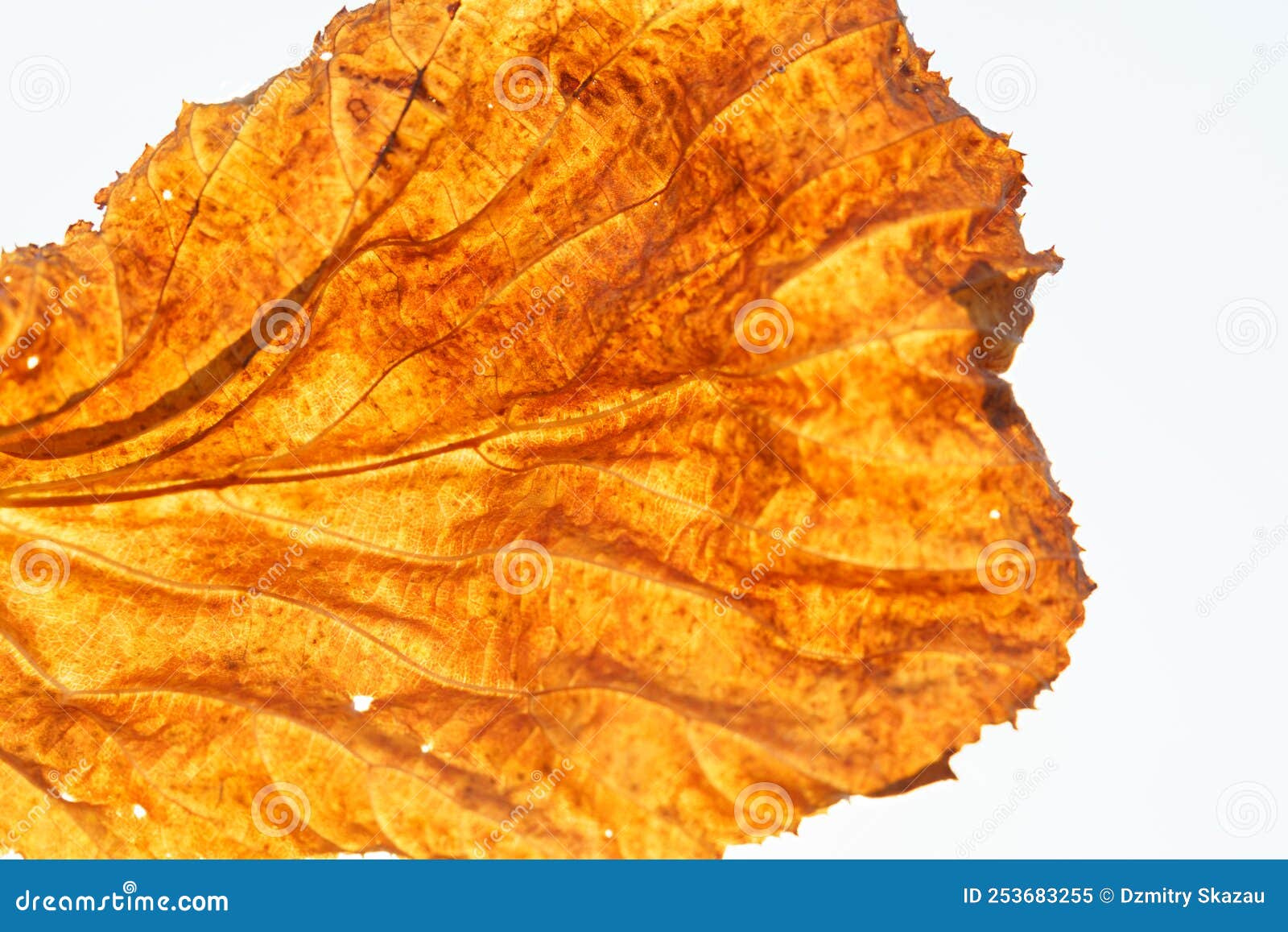 Dark Brown Texture of a Tree Leaf To the Light. Stock Image - Image of ...