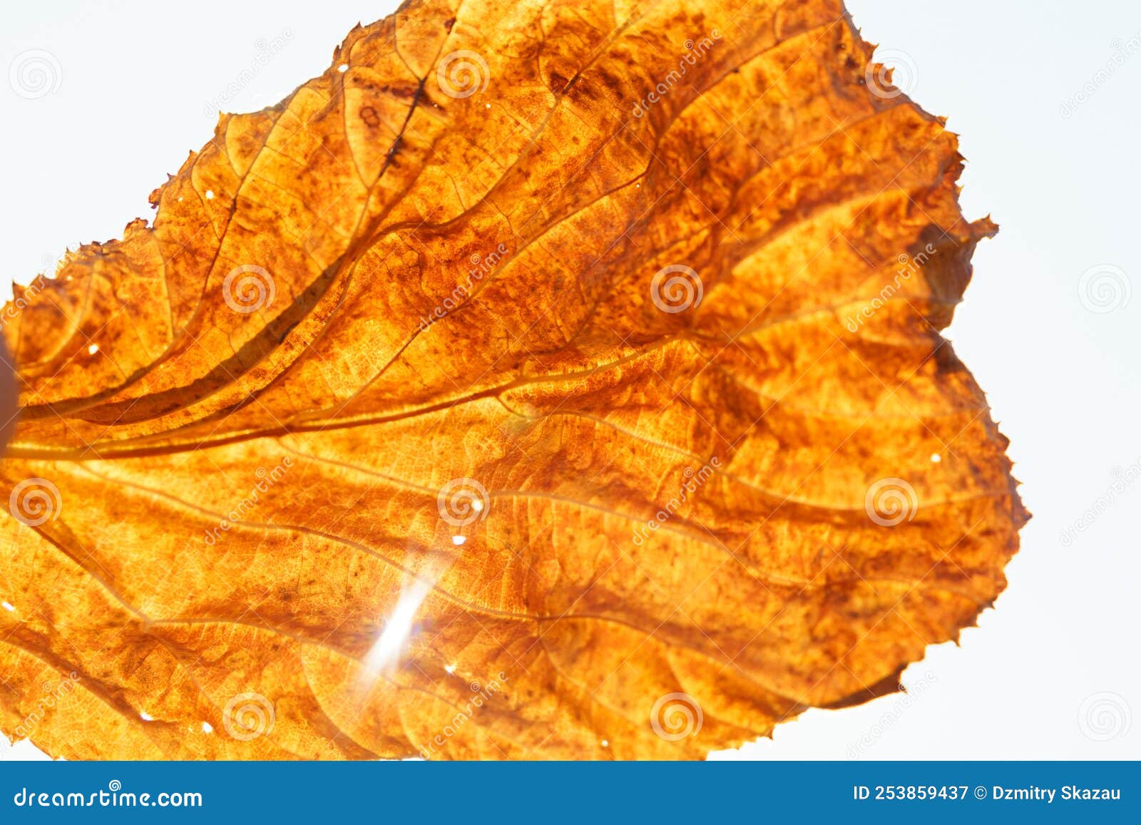 Dark Brown Texture of a Tree Leaf To the Light. Stock Image - Image of ...