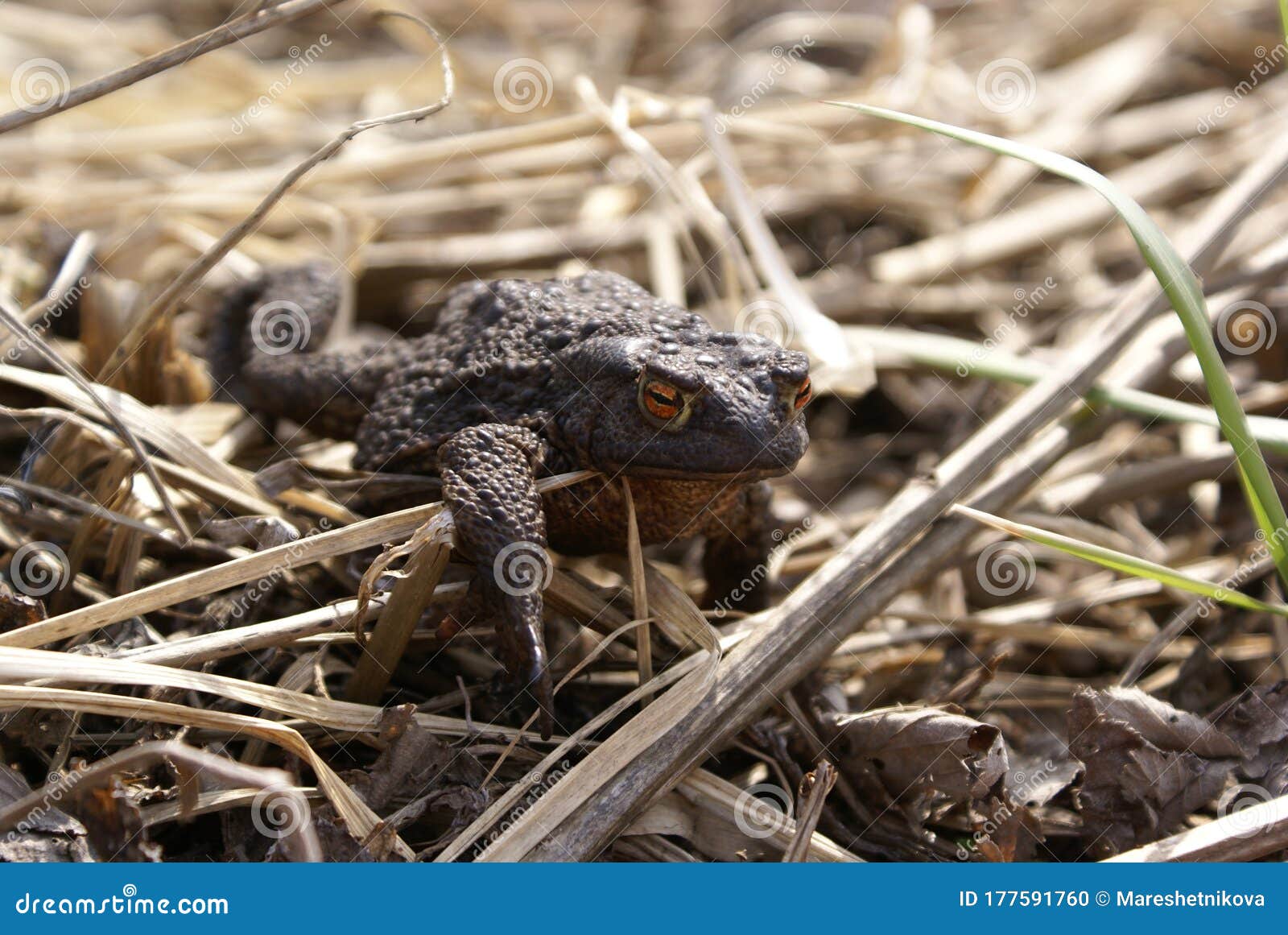 A Dark Brown Toad with Orange Eyes Stock Photo - Image of orange ...