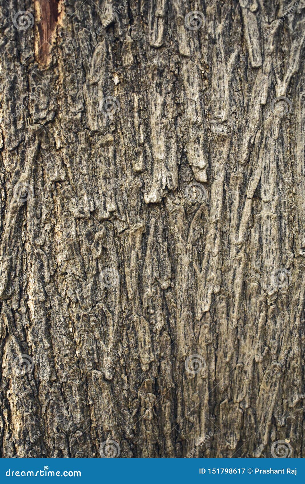 Dark Brown Tree Bark Texture Stock Image - Image of background, nature ...