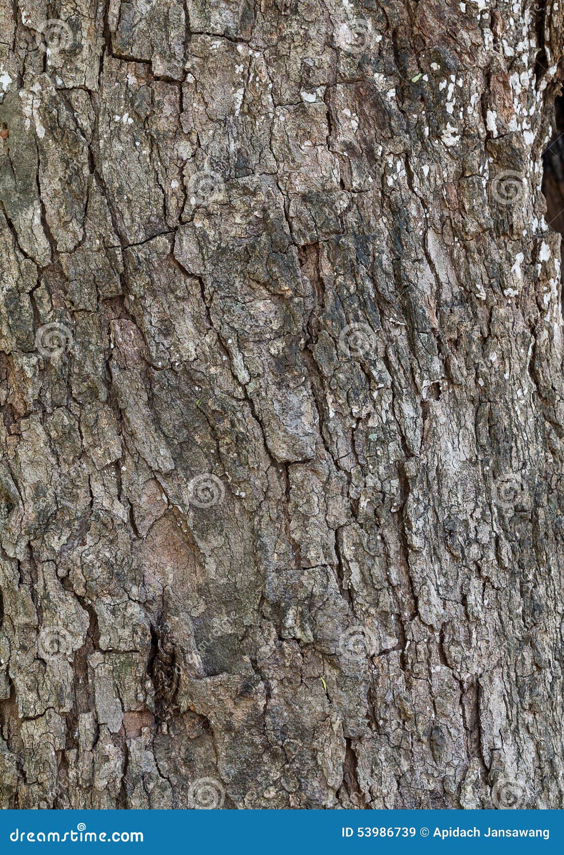 Dark Brown Tree Bark Texture Stock Images - 6,522 Photos