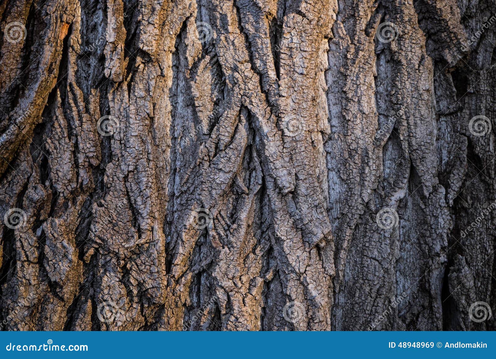 Dark Brown Tree Bark Texture Stock Image - Image of tree, grey: 48948969