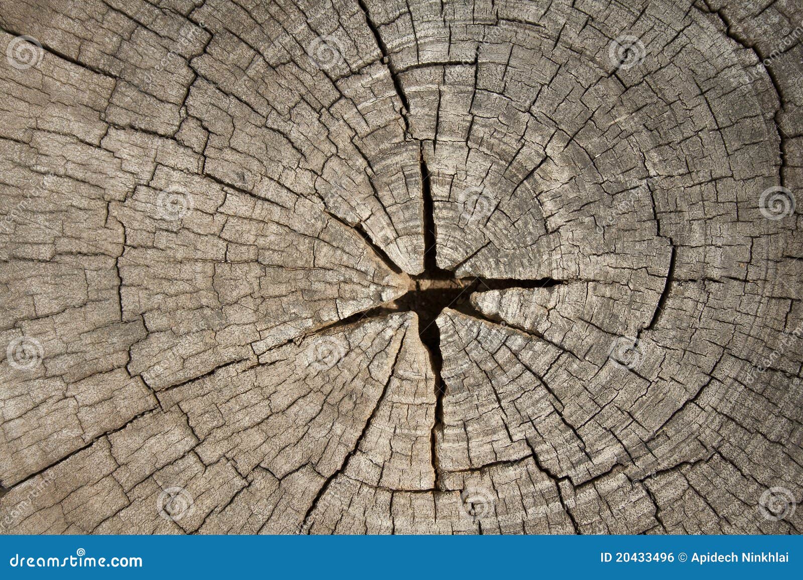 Dark brown tree stump stock photo. Image of bark, aging - 20433496