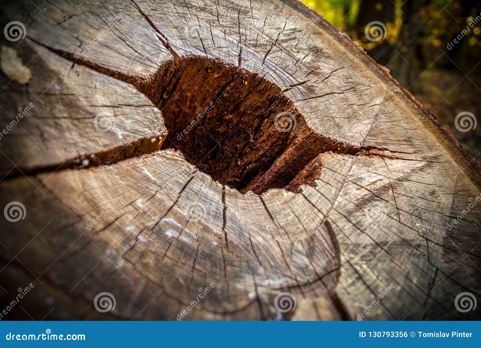 Dark Brown Tree Stump with Rings and Texture Stock Photo - Image of ...