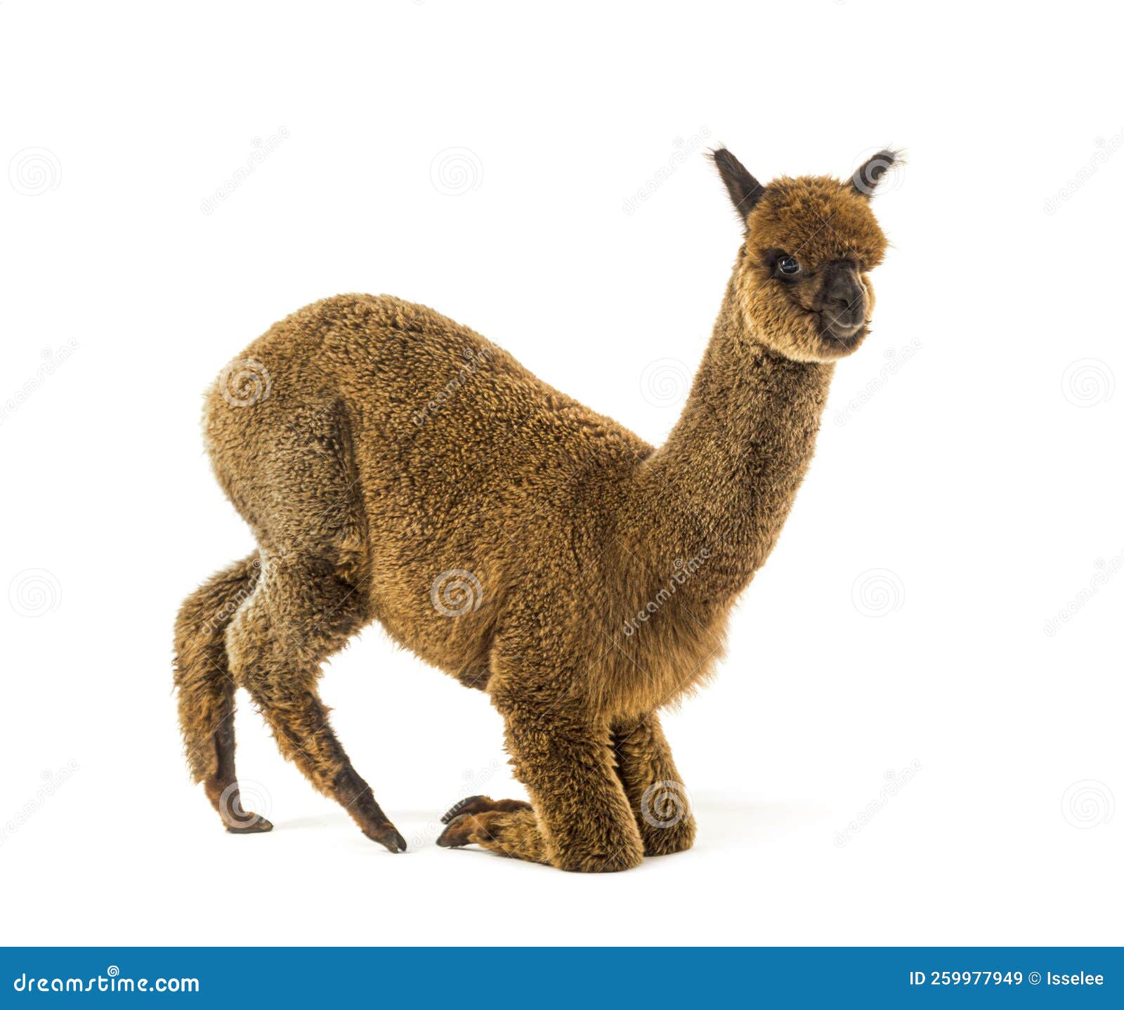 Dark Brown Young Alpaca Kneeling - Lama Pacos Stock Image - Image of ...