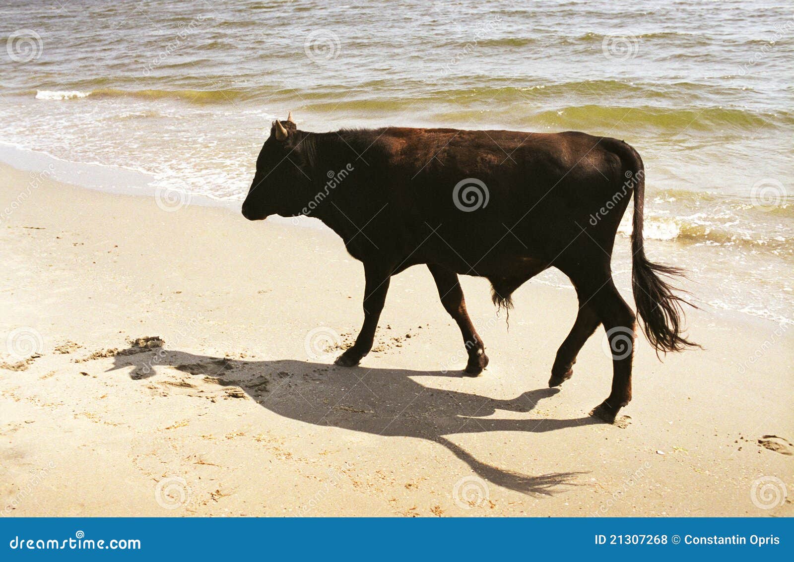 Dark bull on beach stock photo. Image of sfantu, rural - 21307268