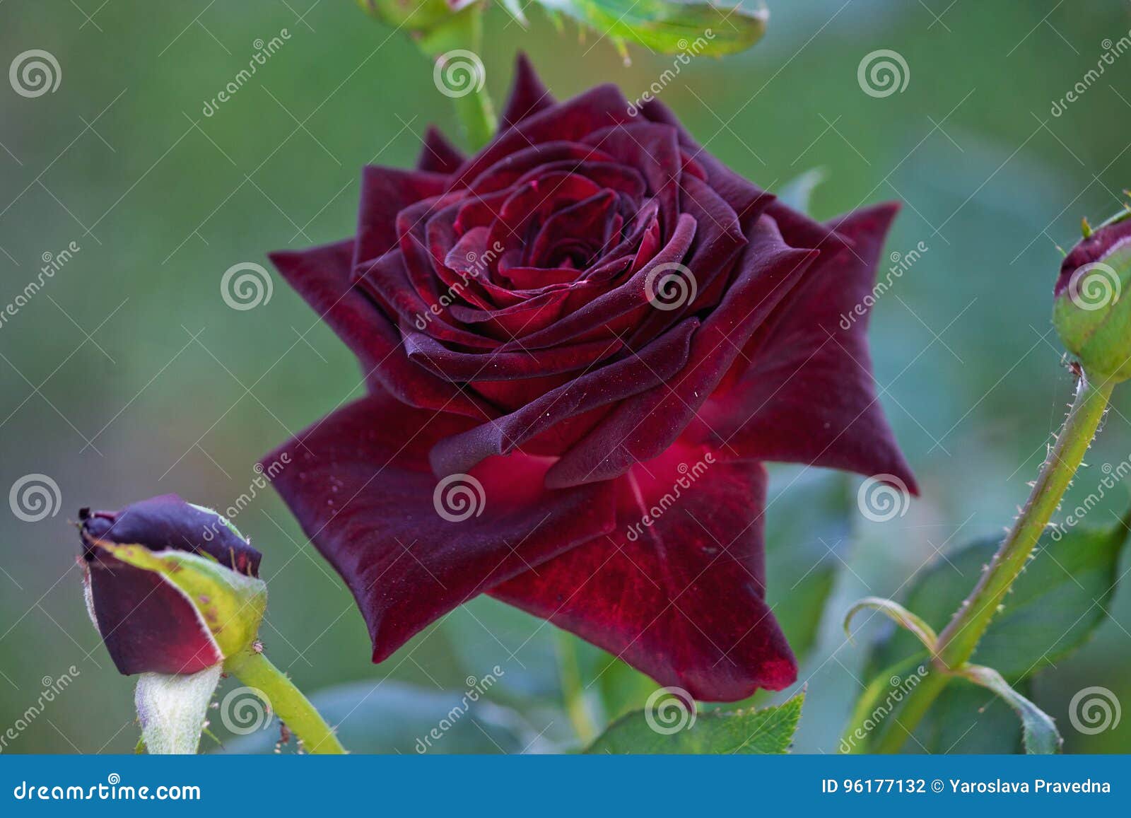 Dark burgundy rose stock photo. Image of nature, closeup - 96177132