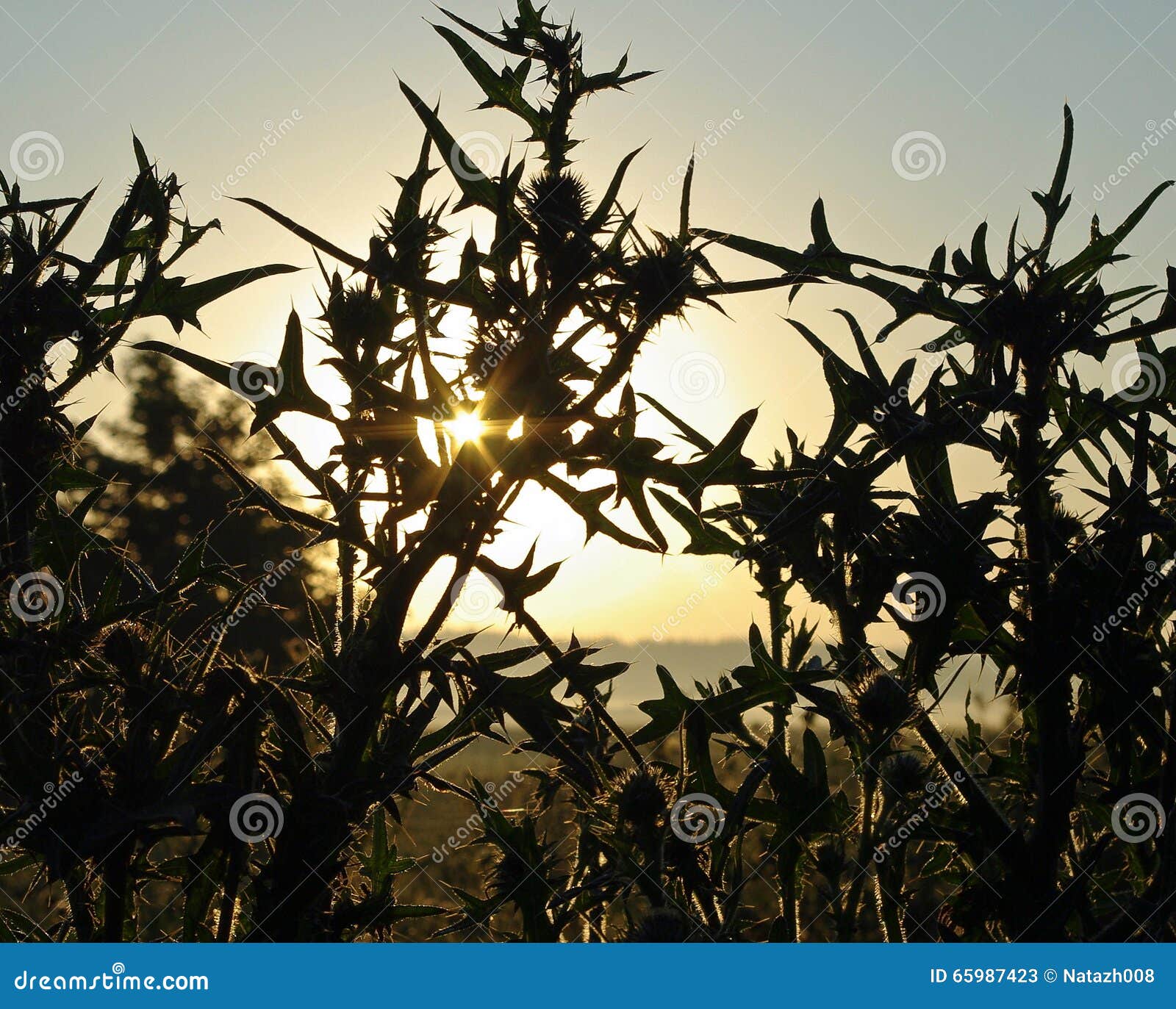 Dark bush of black thorns stock image. Image of grass - 65987423