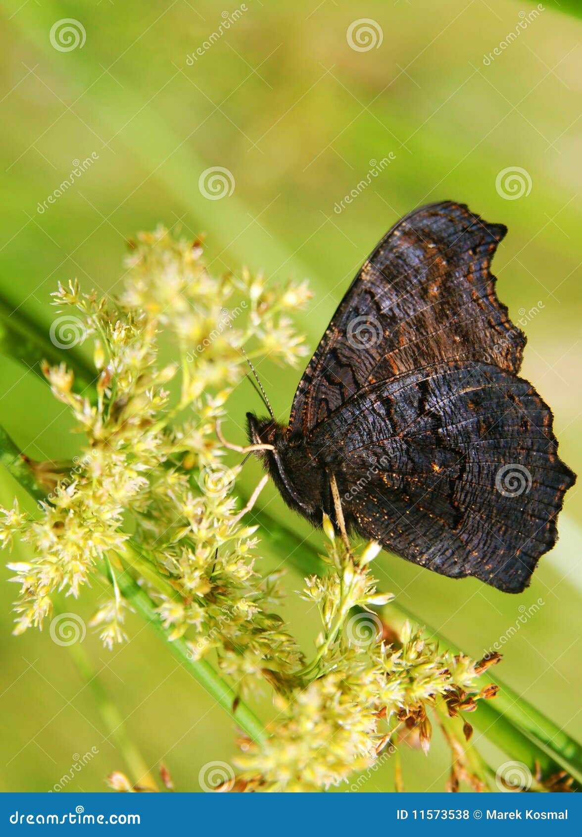 Dark butterfly stock photo. Image of leaf, lemon, macro - 11573538