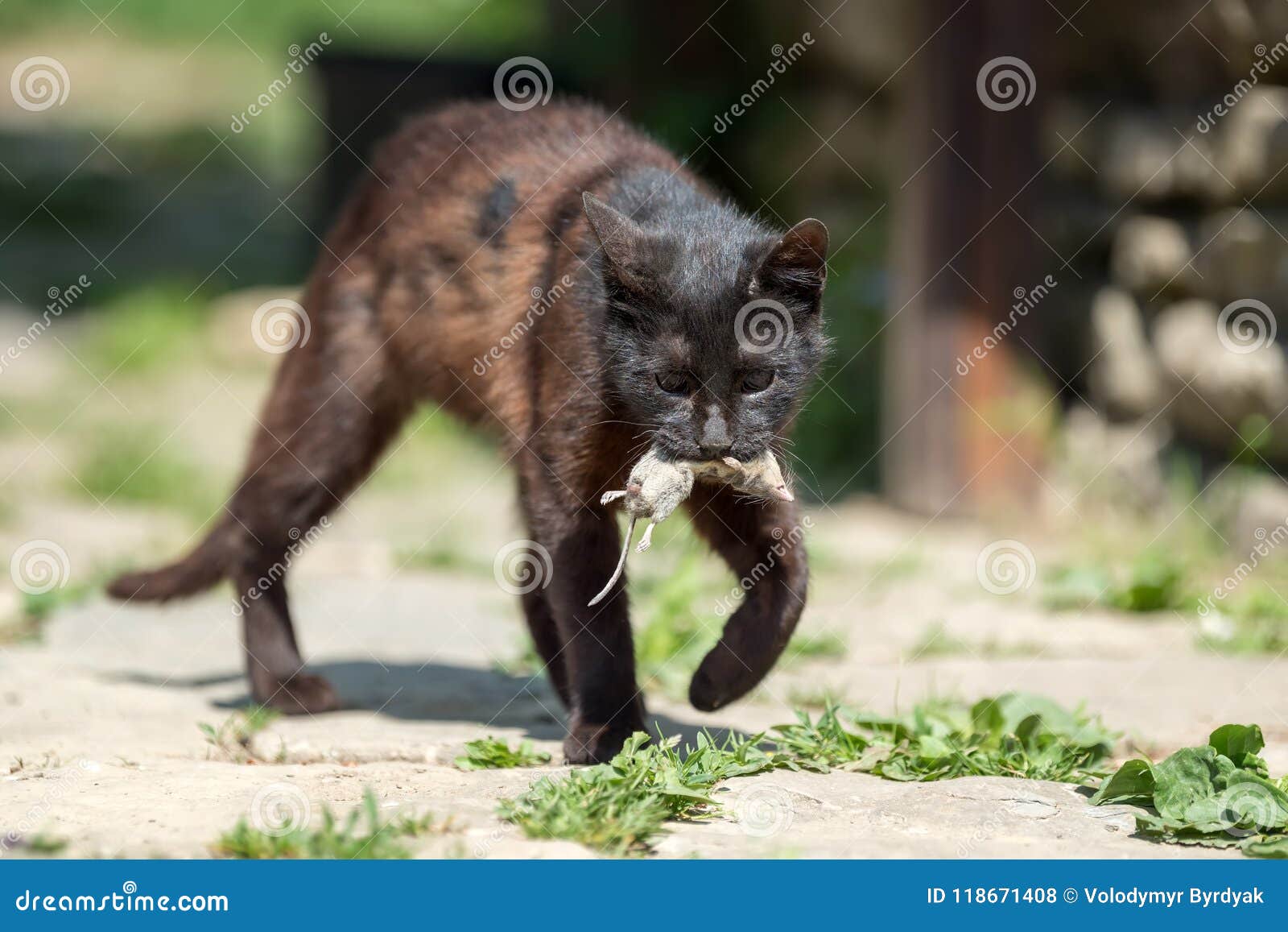 Cat Playing with a Dead Mole Stock Photo - Image of instinct, hunter ...
