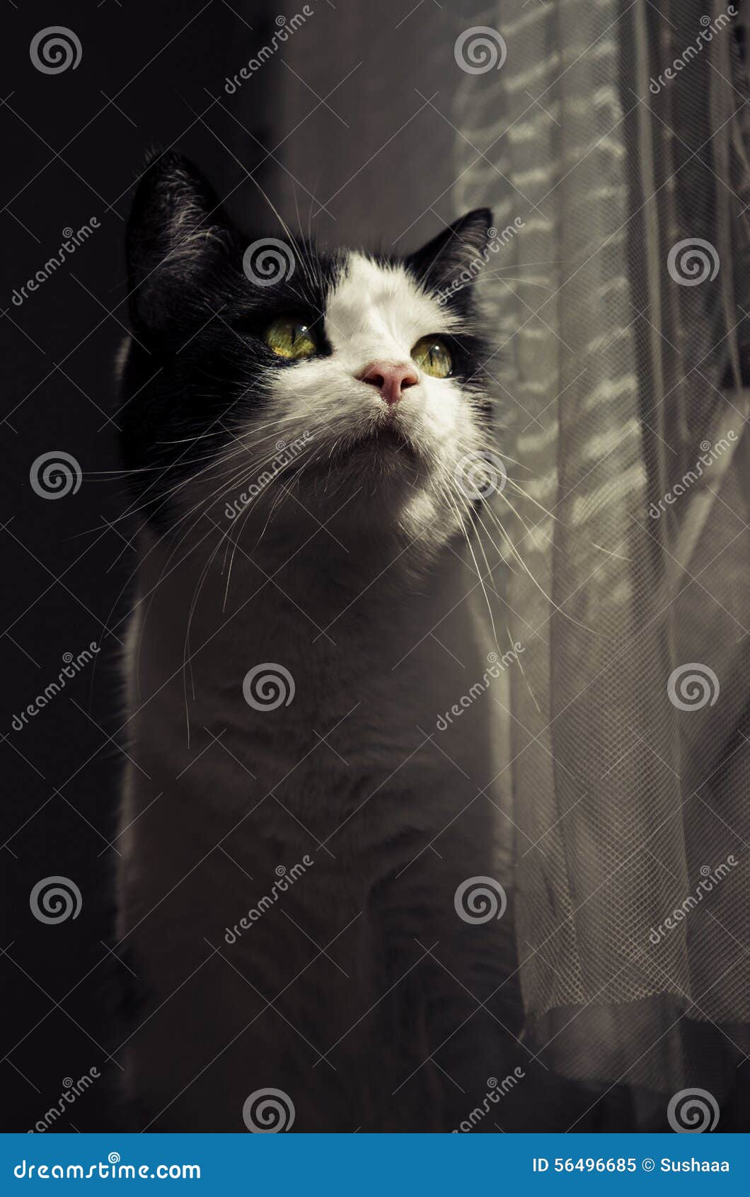 Dark cat portrait stock image. Image of blinds, face - 56496685