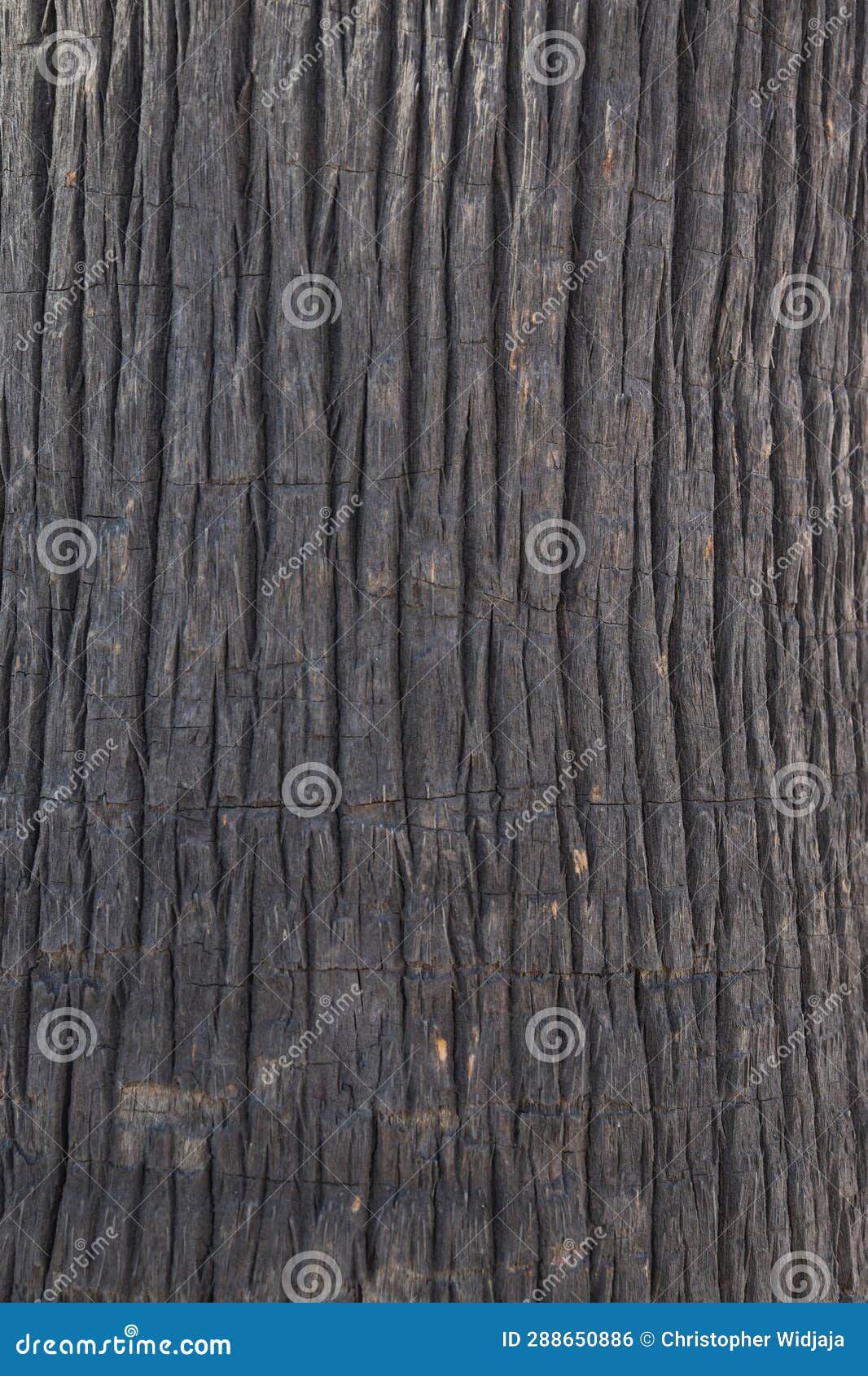 Dark Close-Up Picture of Tree S Bark Texture Stock Photo - Image of ...