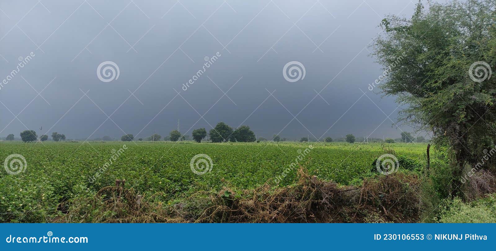 Dark Cloud Weather and Rain Trees Stock Image - Image of trees, dark ...