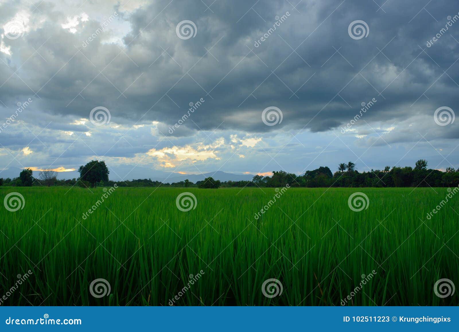 Dark Clouds Over Rice Field . Stock Image - Image of landscape, scene ...