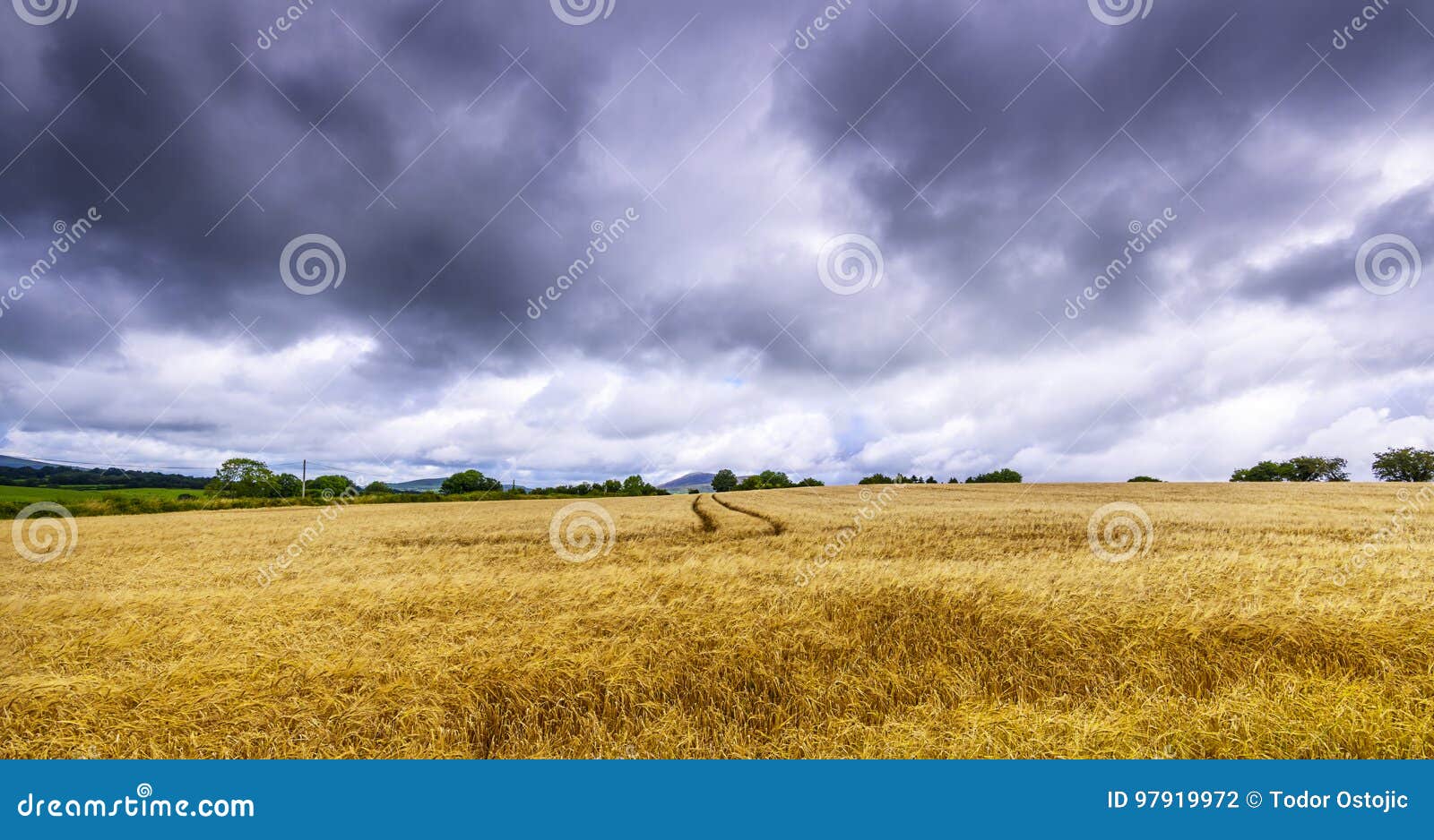 Dark Clouds Over a Wheat Field in Ireland Stock Photo - Image of eire ...