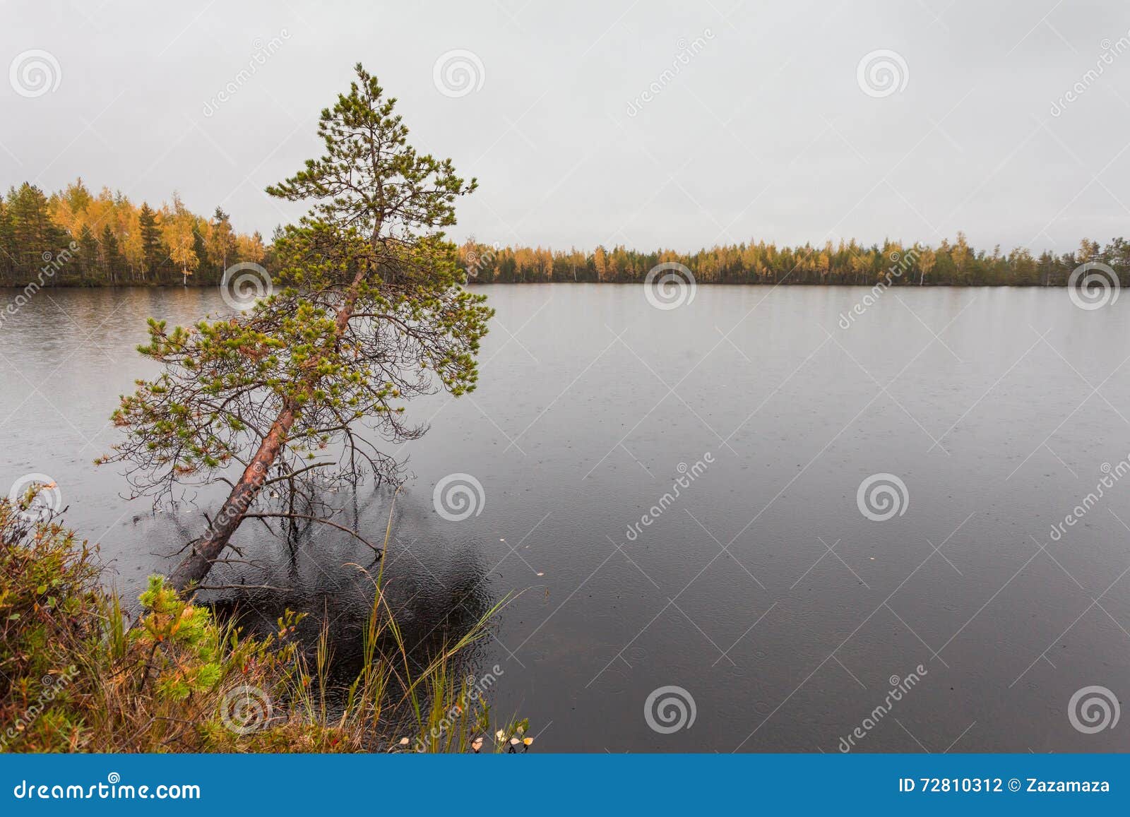Dark Clouds with Rain Over the Lake and Lone Over the Water Pine in ...